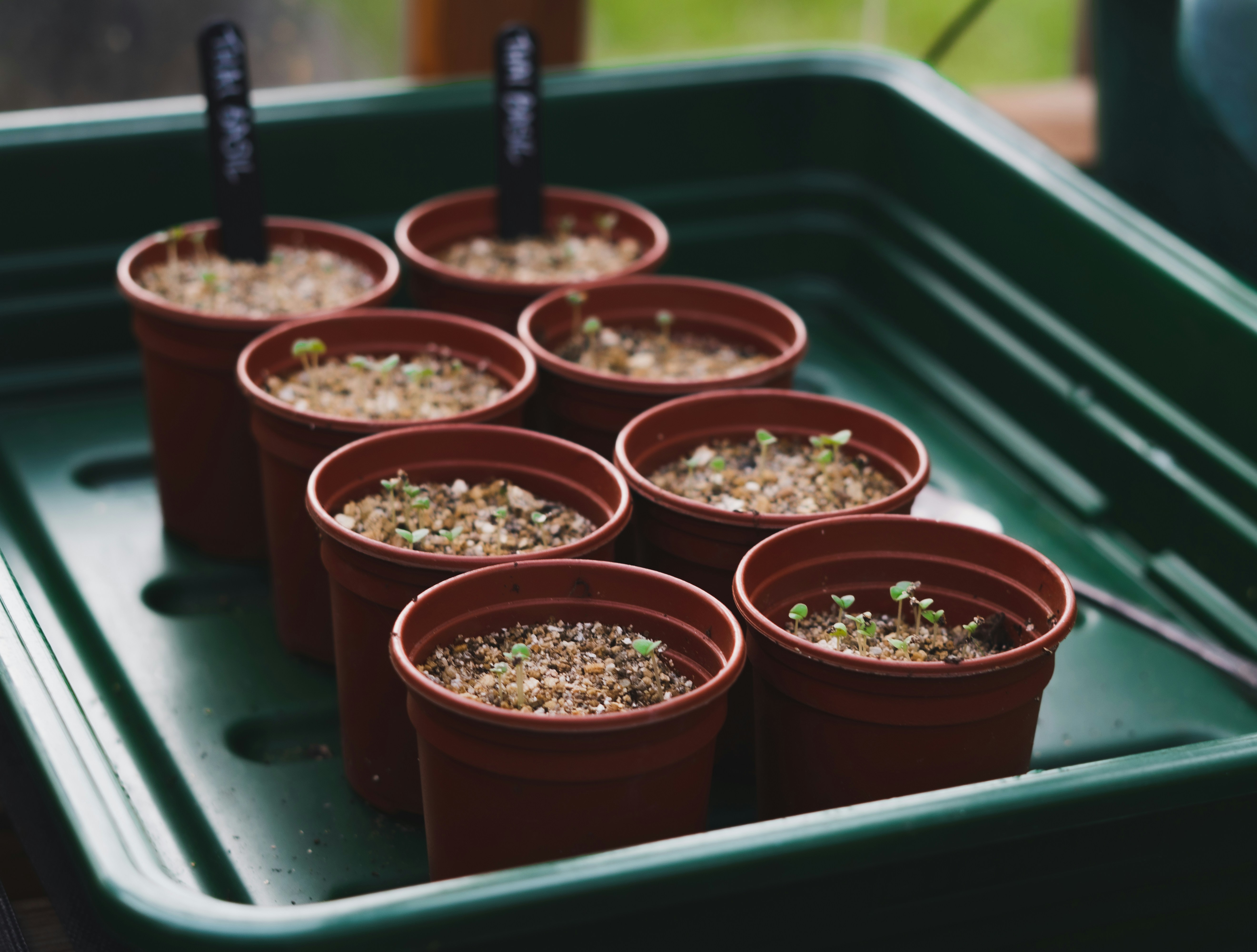 Plantes vertes en pot sur des pots en argile brune photo – Photo Plante ...