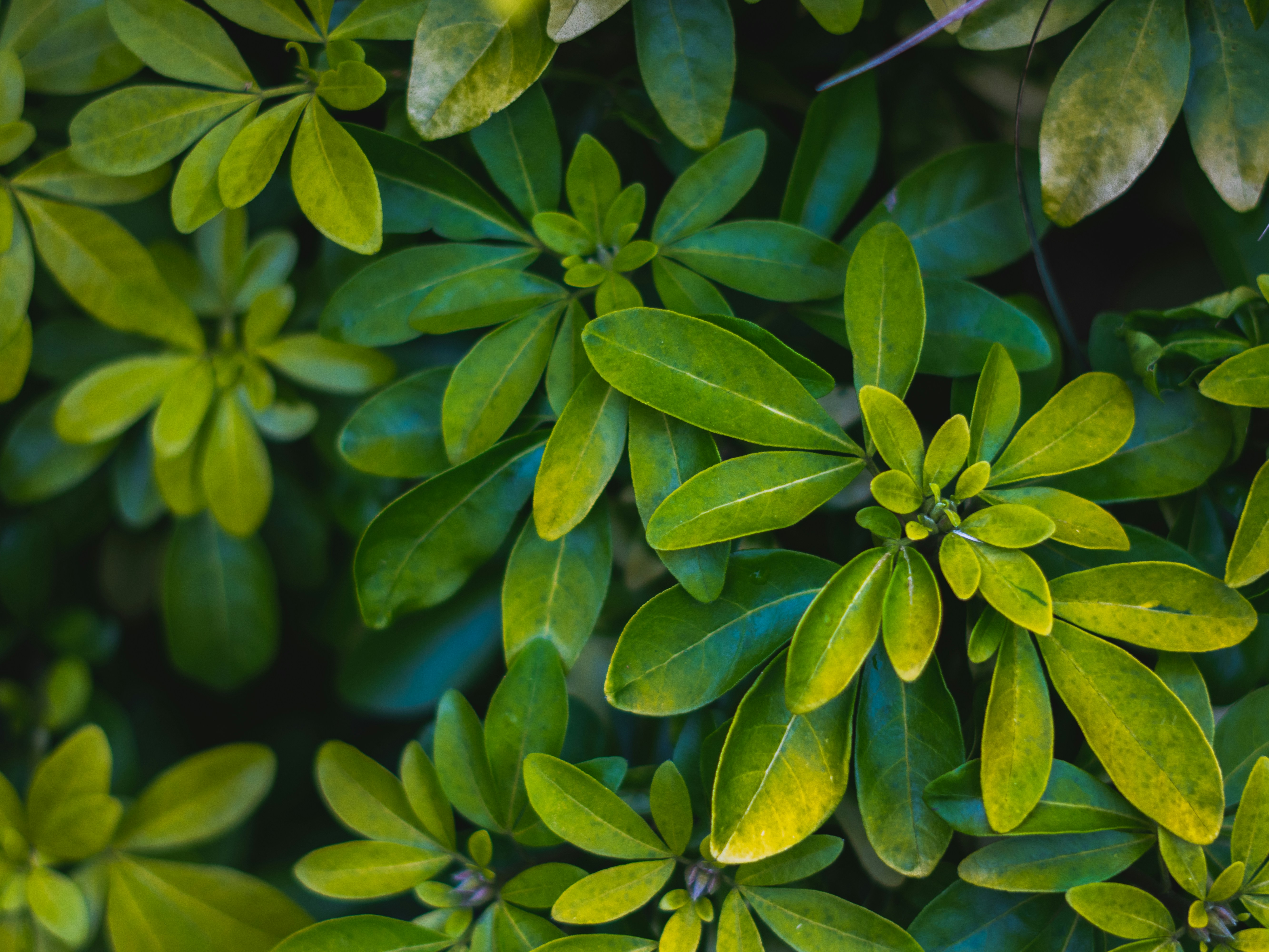Vibrant green leaves densely clustered, showcasing a variety of shapes and textures in a natural setting.