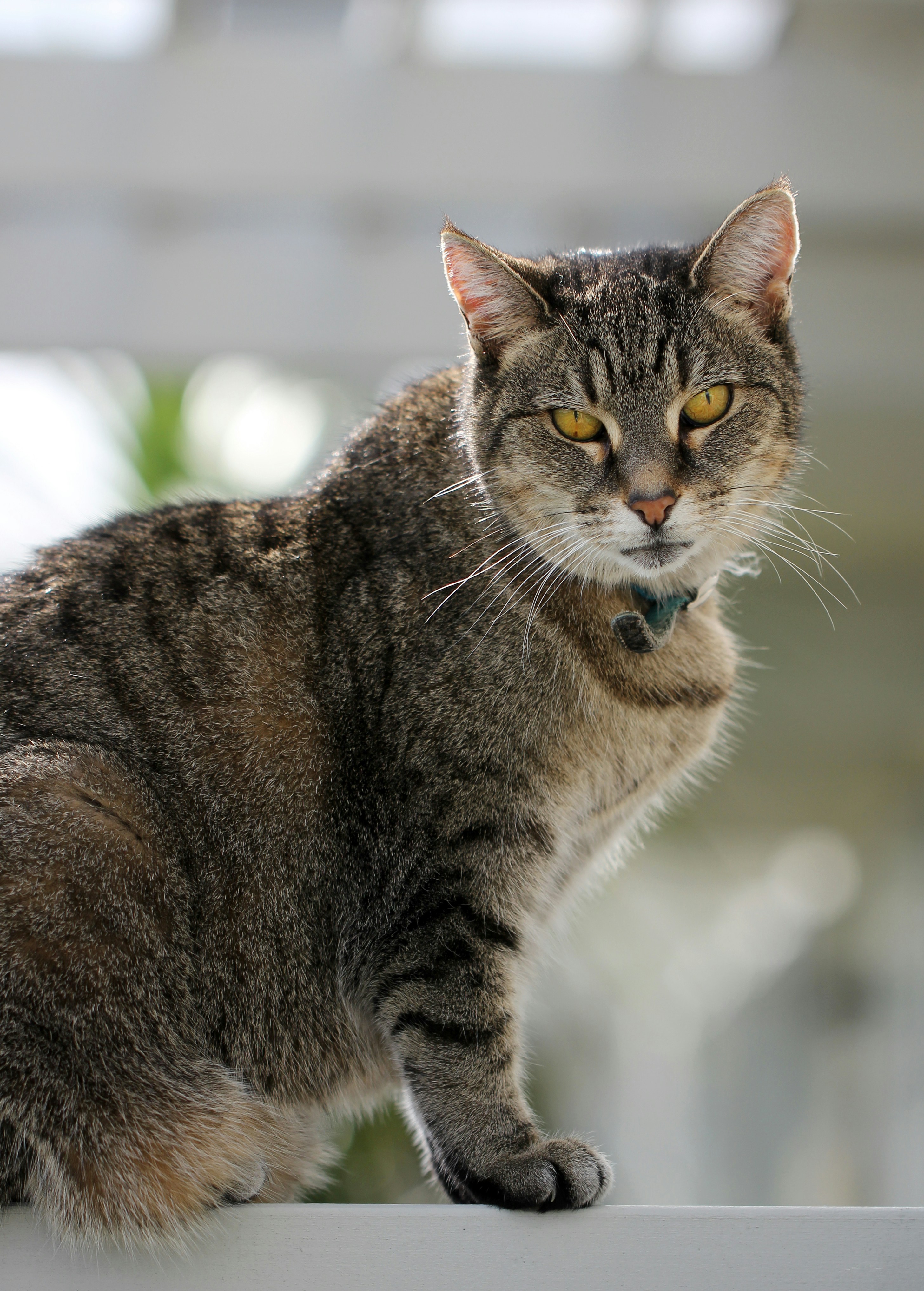 Tabby Cat Pictures | Download Free Images on Unsplash