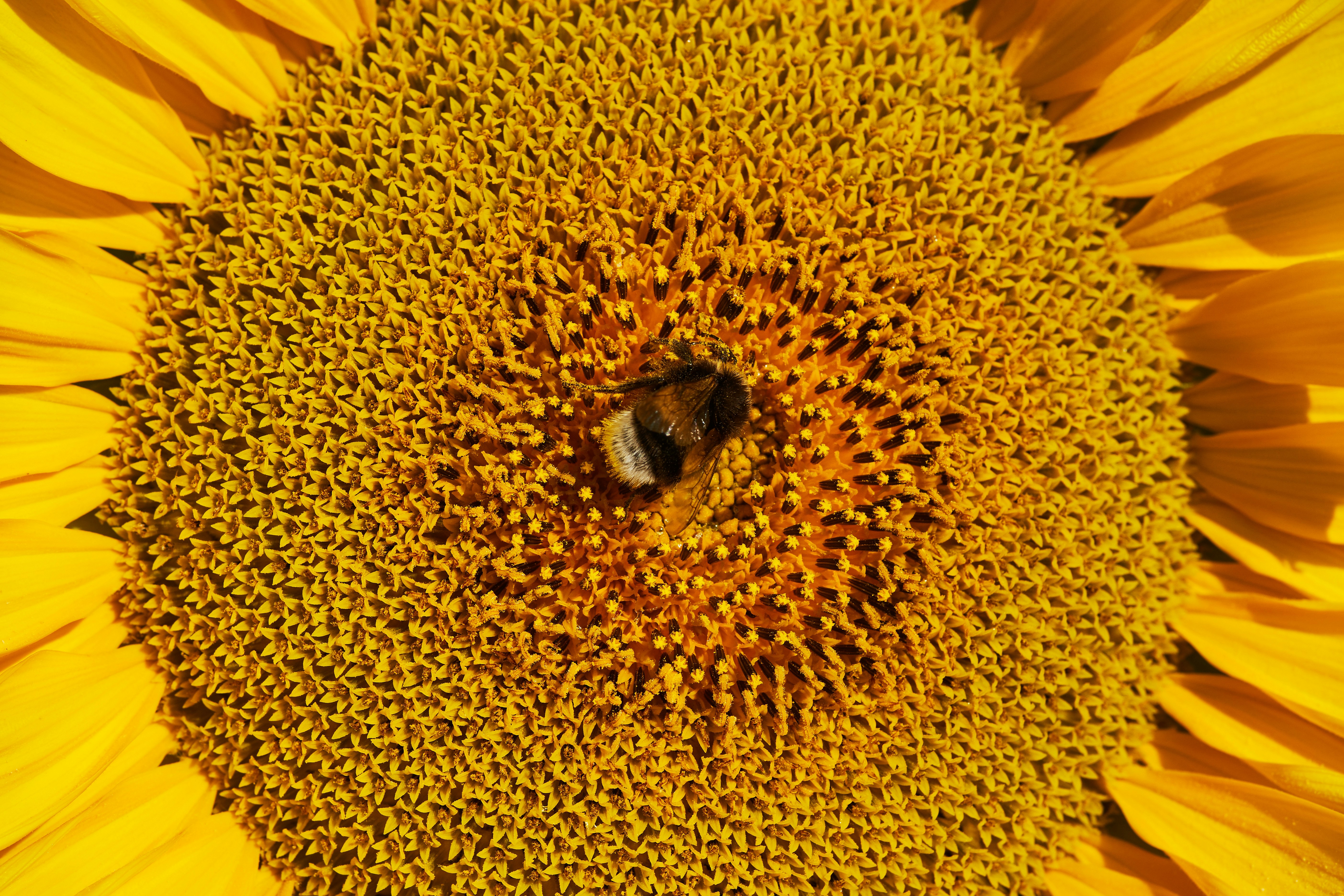 Bee in the Heart of a Sunflower