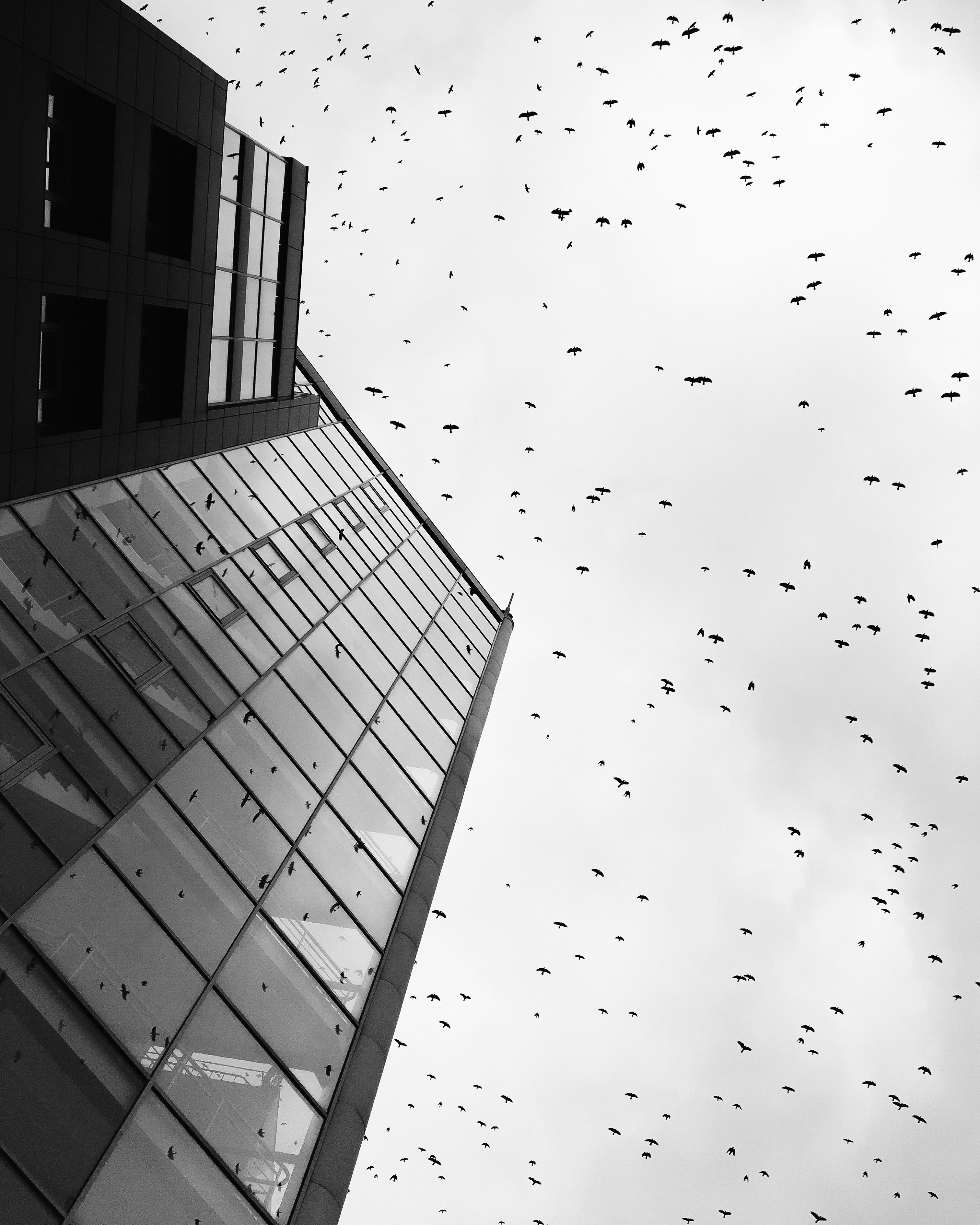 Diagonal Glass Spine Piercing a Pale Sky Swarmed by Birds