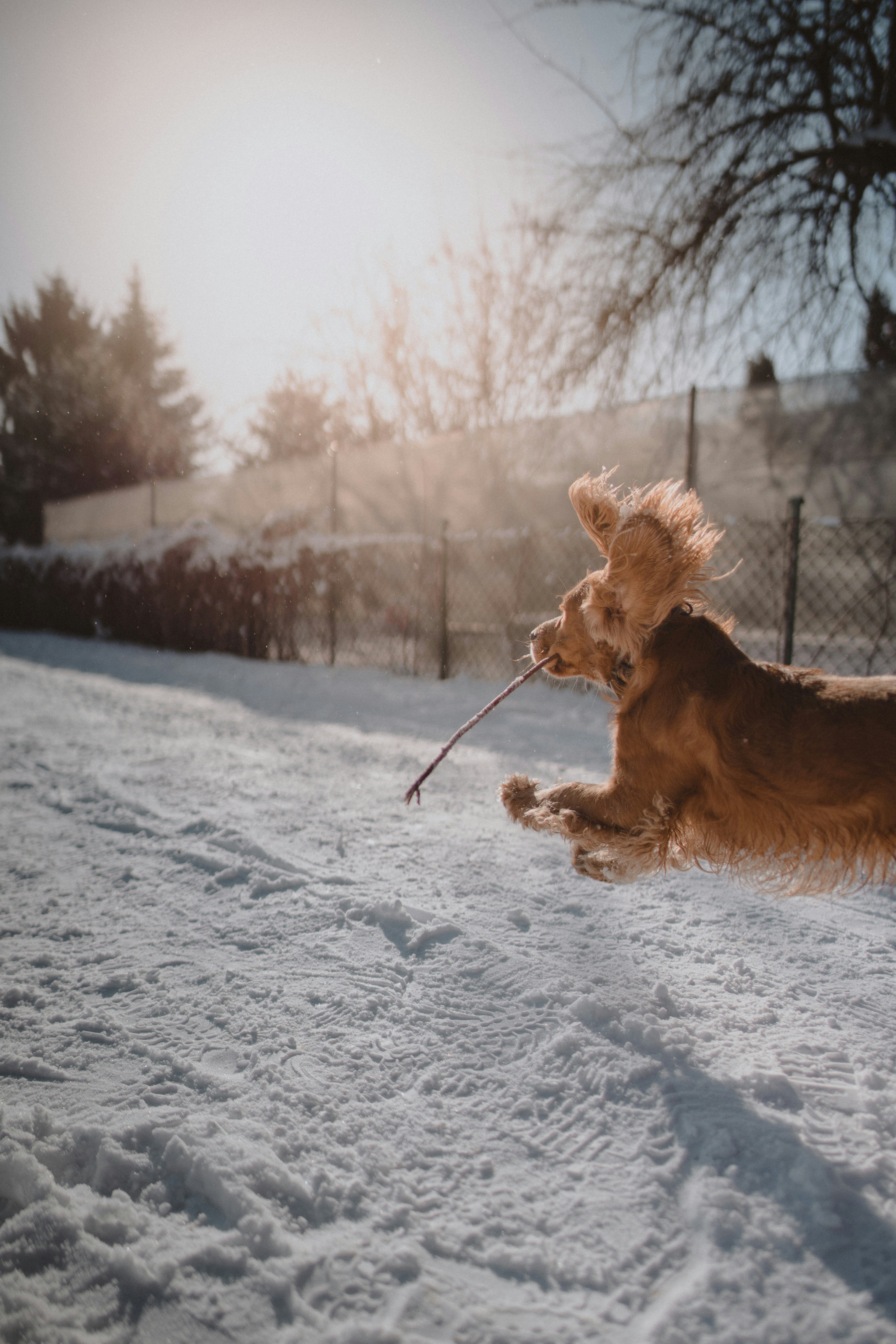 Golden retriever joyfully bounding through a snowy landscape, stick in mouth, with sunlight filtering through trees in the background.