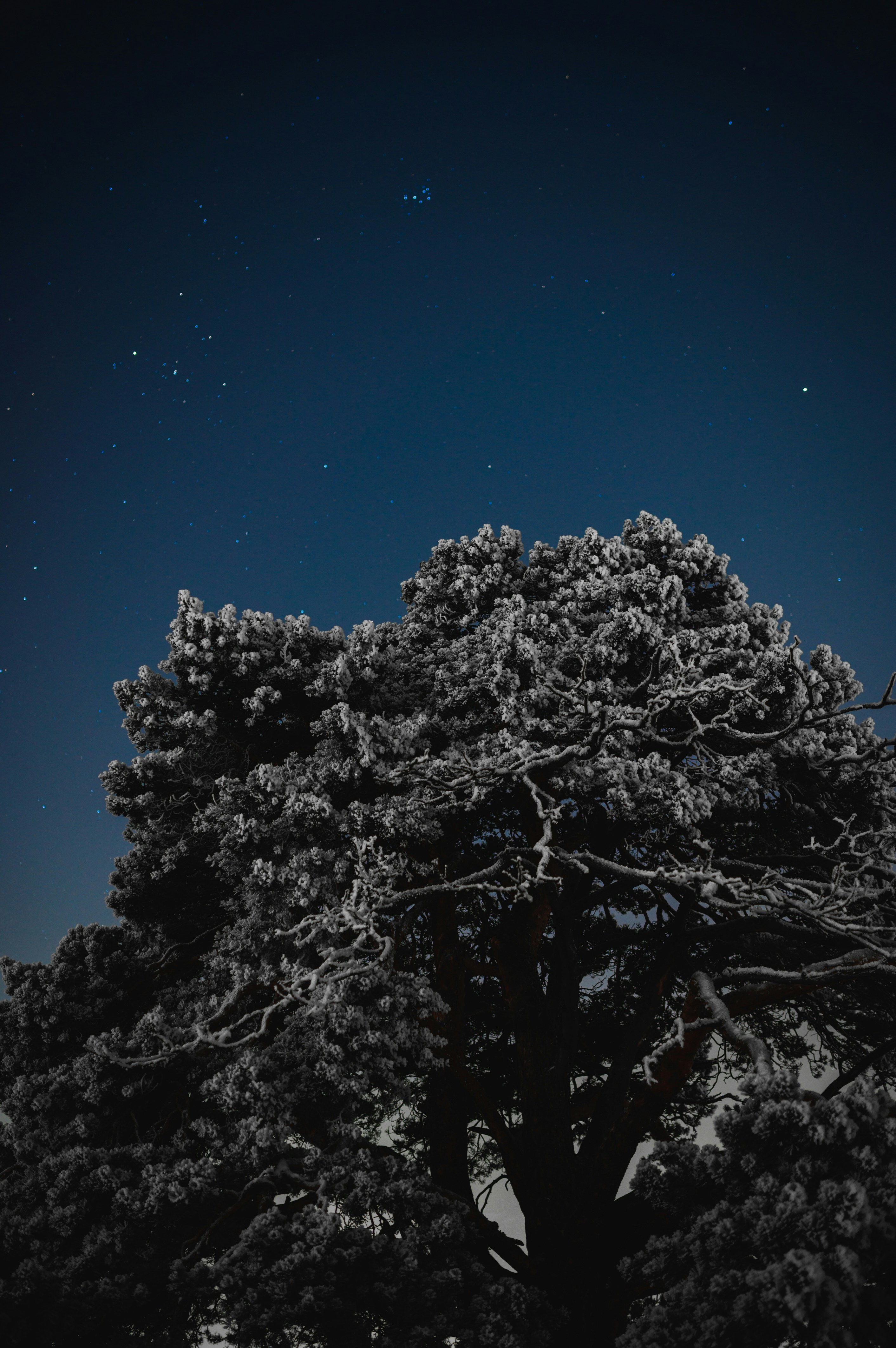 Trees At Night Pictures | Download Free Images on Unsplash