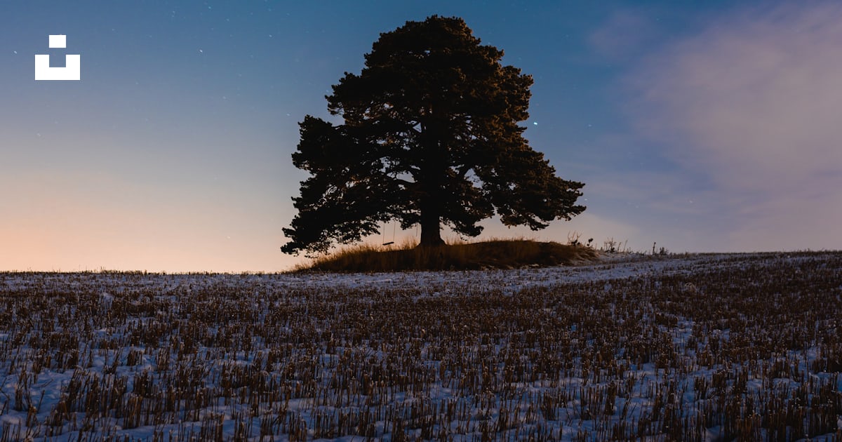夜の青空の下、雪に覆われた地面に緑の木の写真 Unsplashの無料自然写真