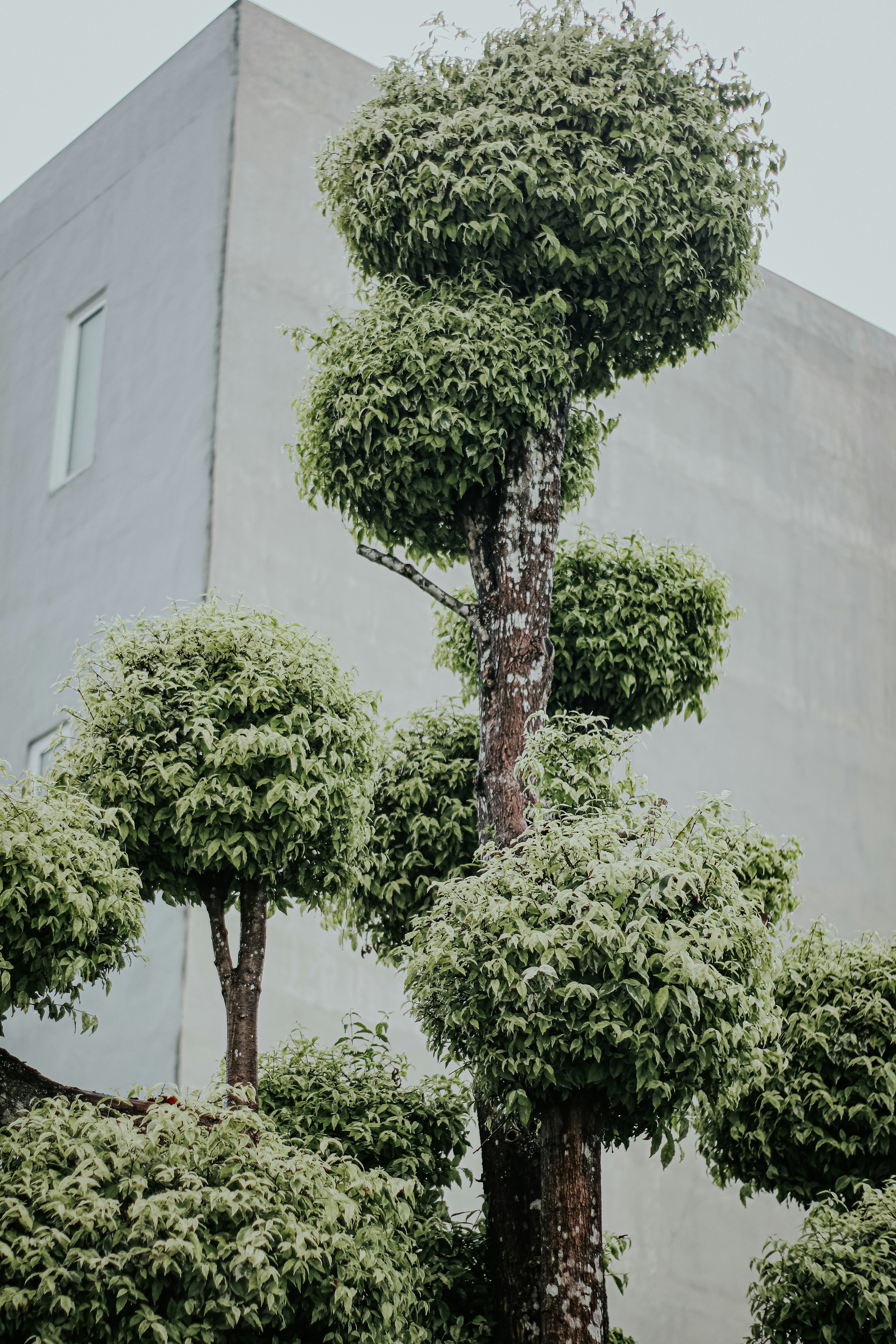 Topiary trees with rounded foliage stand prominently in front of a minimalist building, showcasing a blend of nature and architecture.