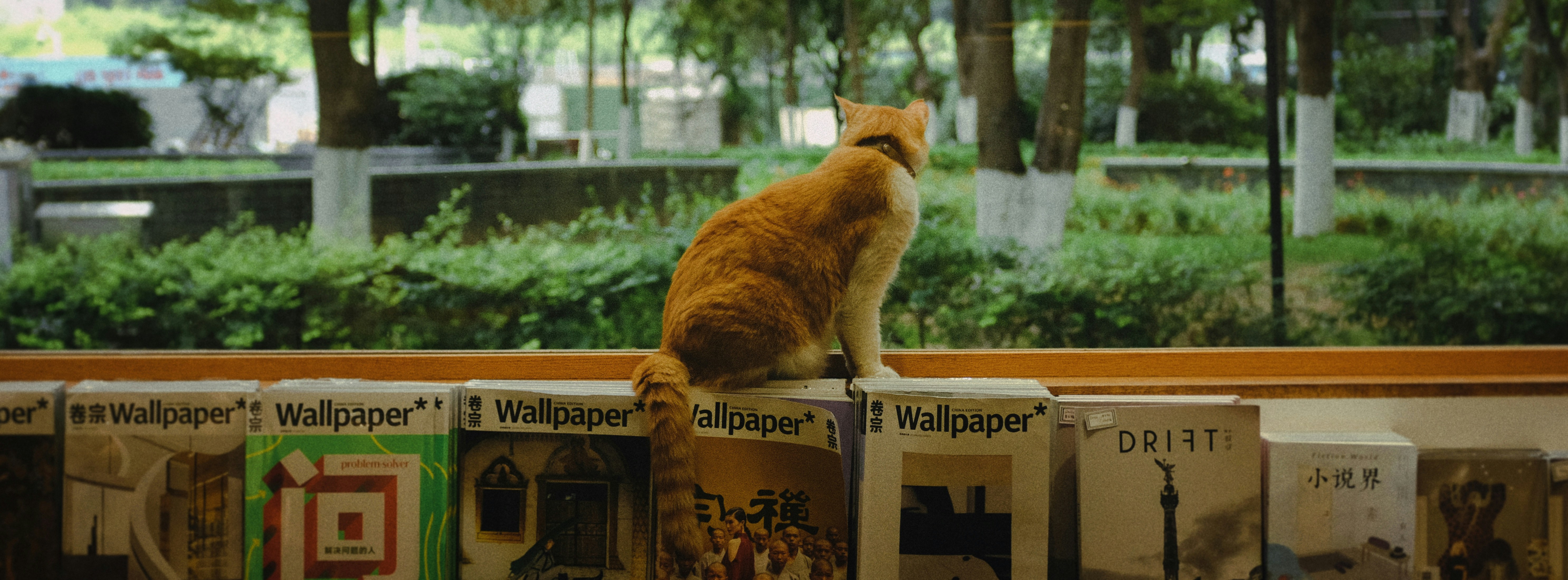 Orange cat perched on a shelf, gazing out at a serene garden through a large window. Various magazines titled 'Wallpaper' and others are displayed in front.