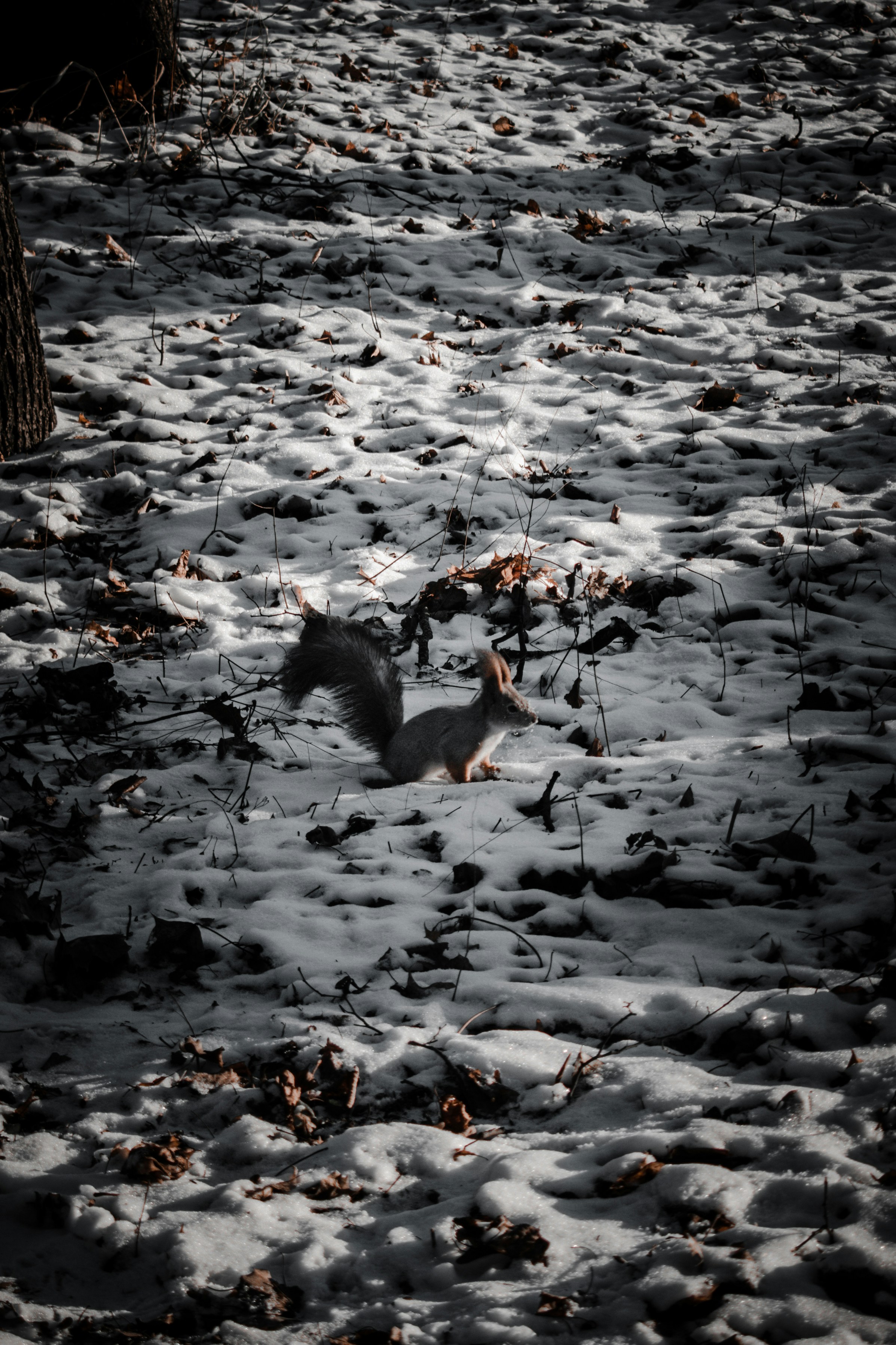 Squirrel in a Snow-Dusted Clearing: Quiet Light and Shadow