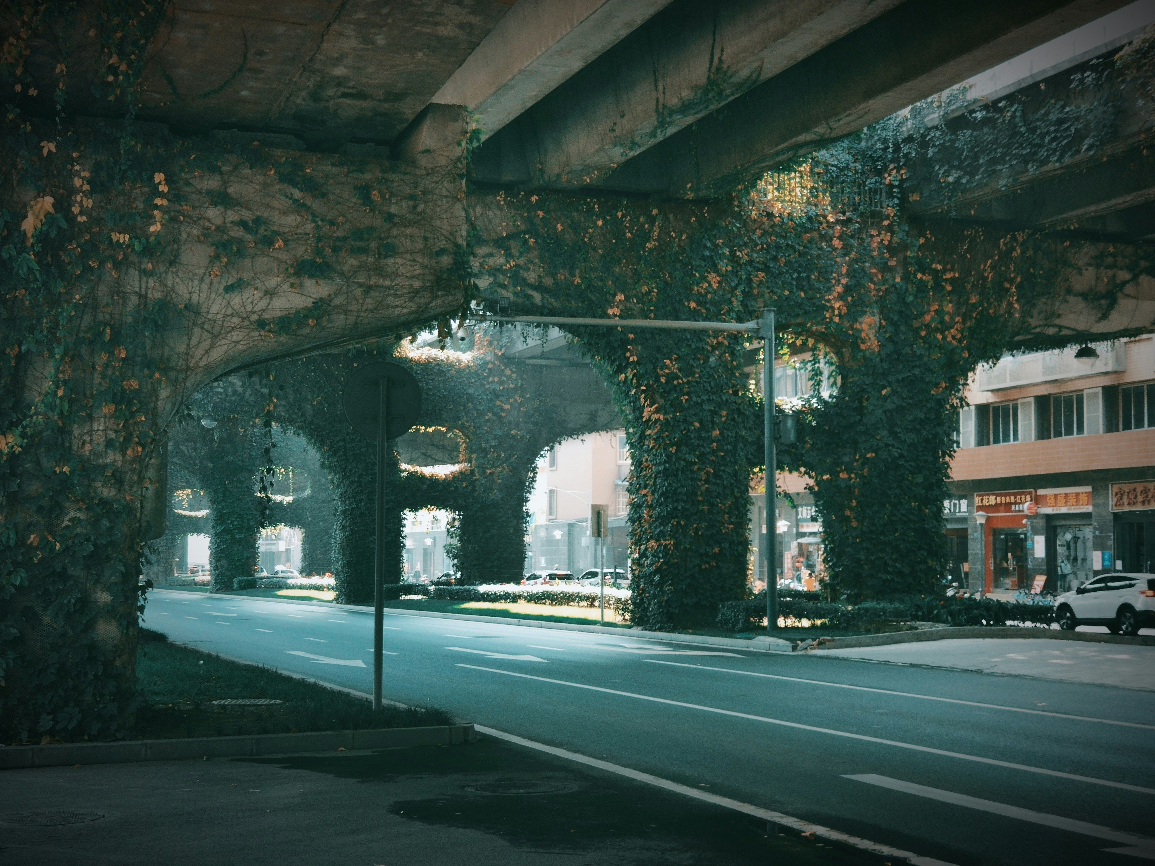 Vines enveloping concrete support beams beneath an overpass, showcasing the harmony between urban architecture and nature's resilience.