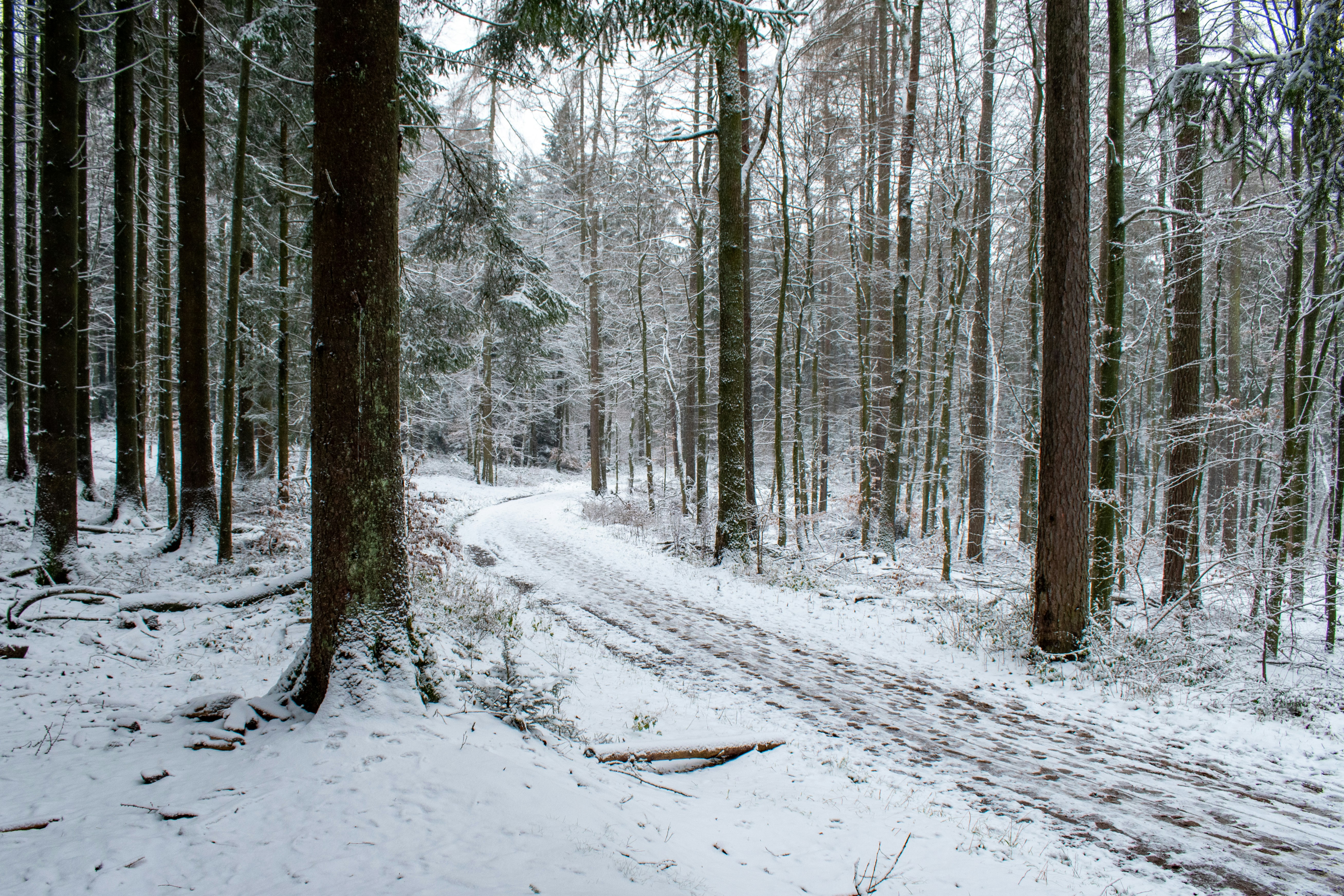 Whispers of Winter: A Serene Forest Path