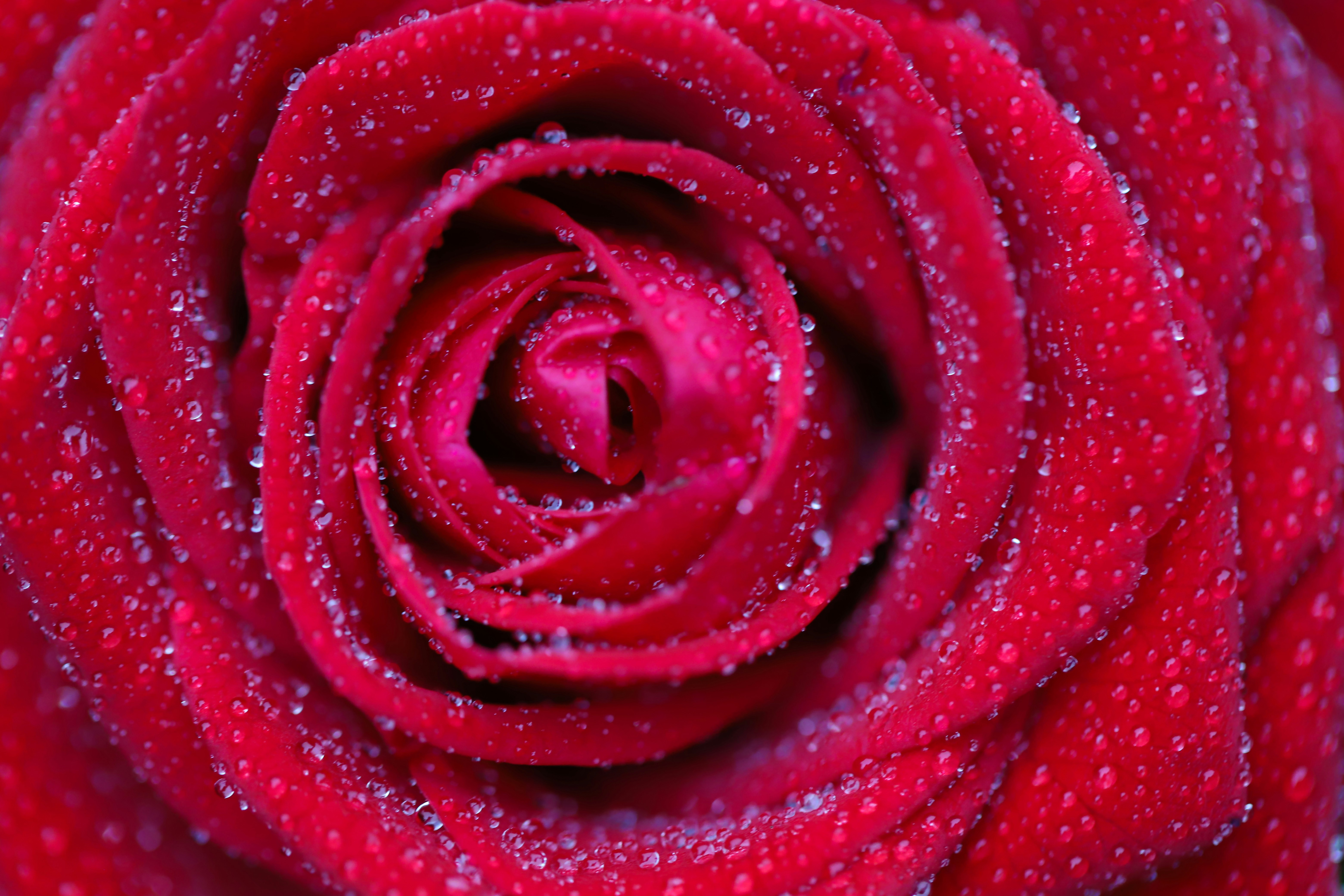 Rote Rose in Nahaufnahmen Foto – Kostenloses Bild zum Thema Rose auf ...