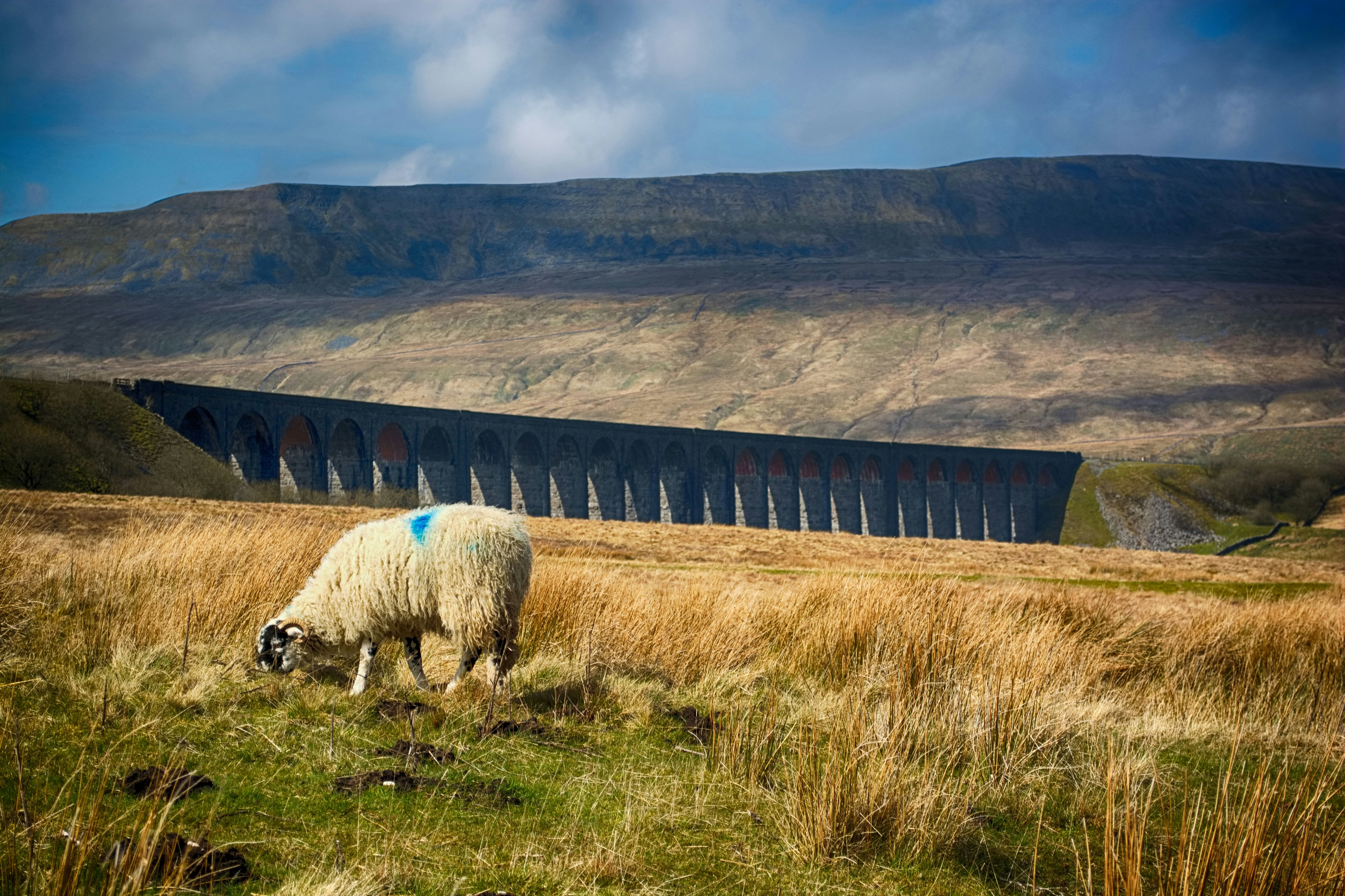 Pastoral Harmony: The Sheep and the Viaduct