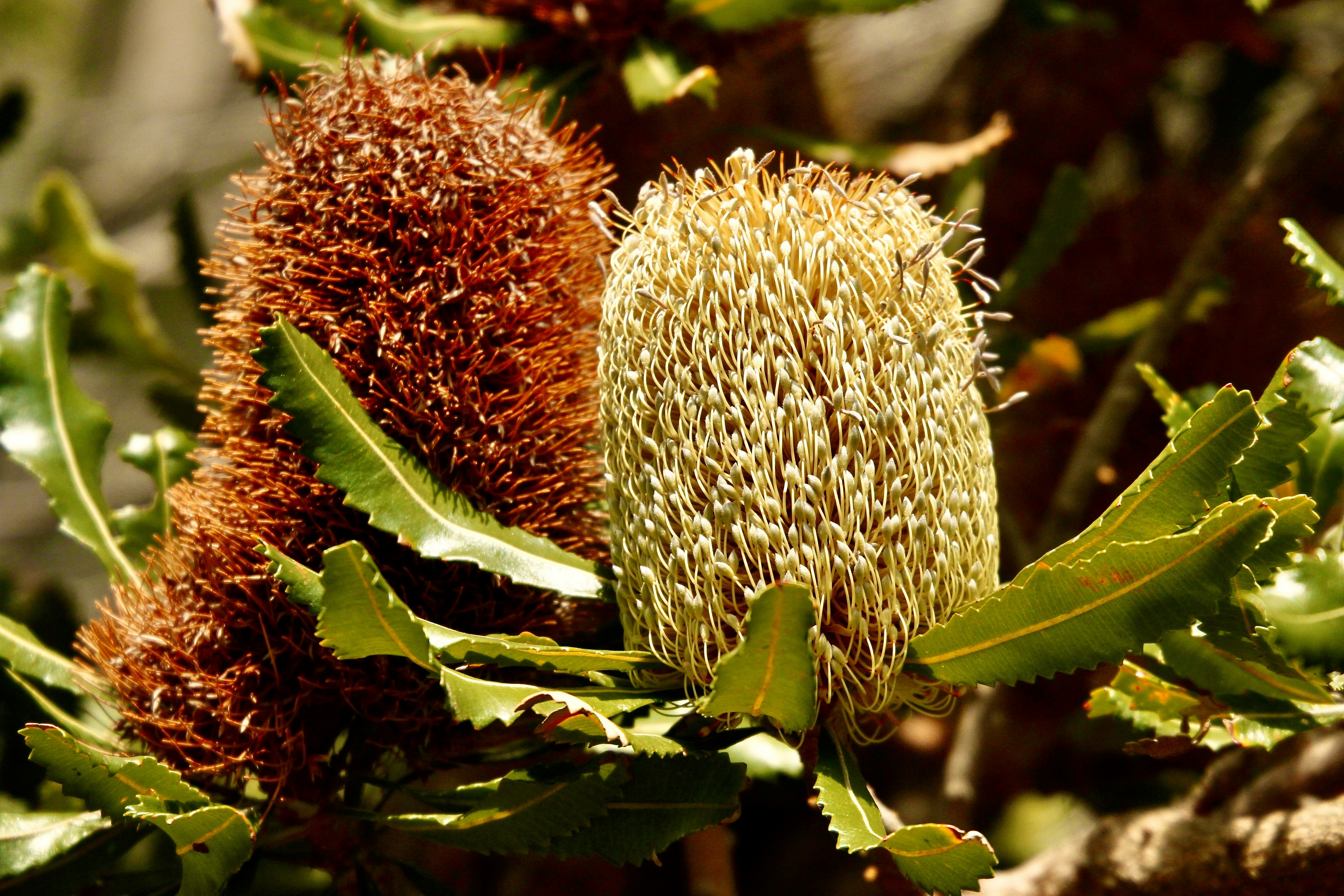 Banksia Cones in Sunlit Armor: A Close-Up of Texture and Color