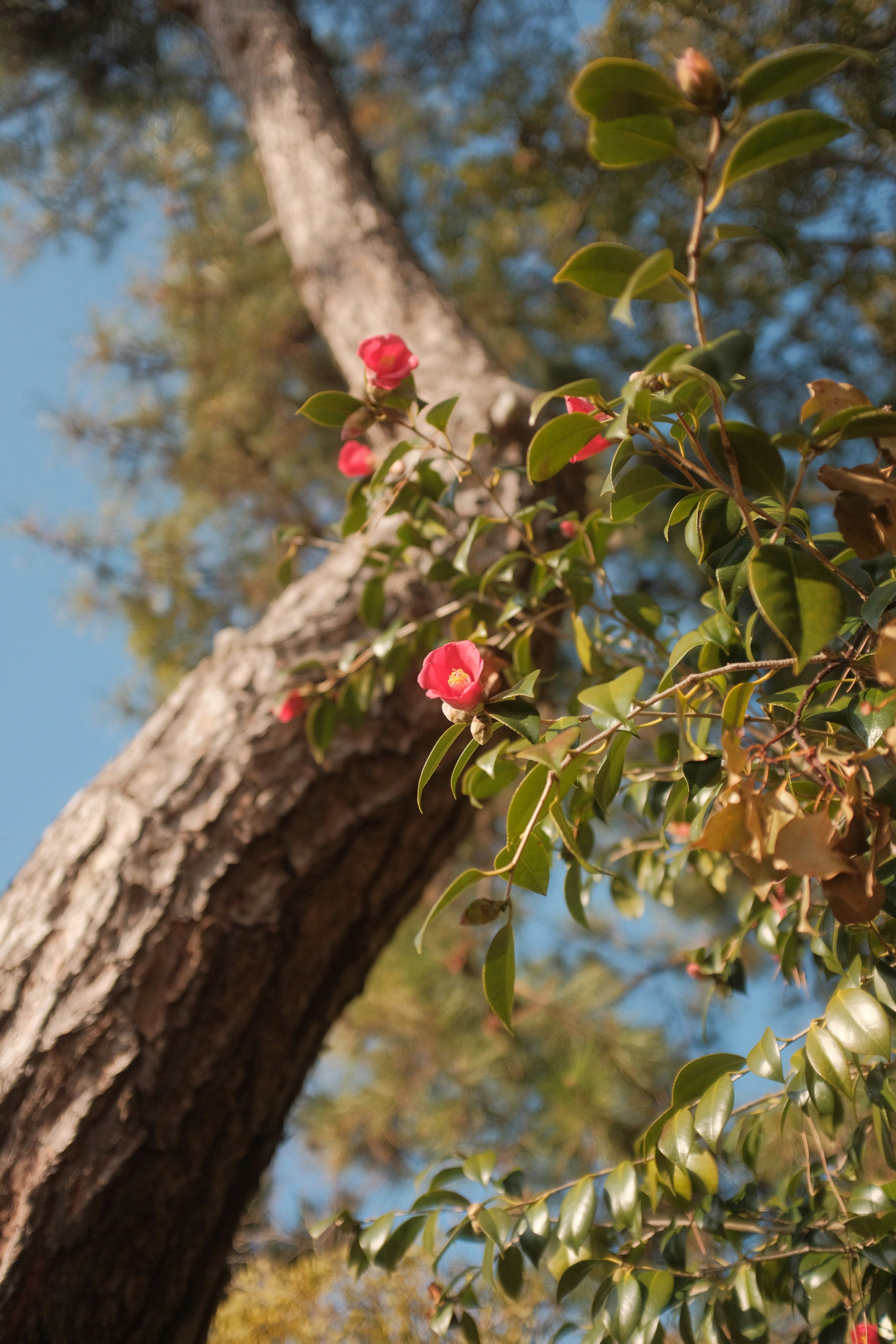 Fruits ronds rouges sur l’arbre pendant la journée photo – Photo Plante ...