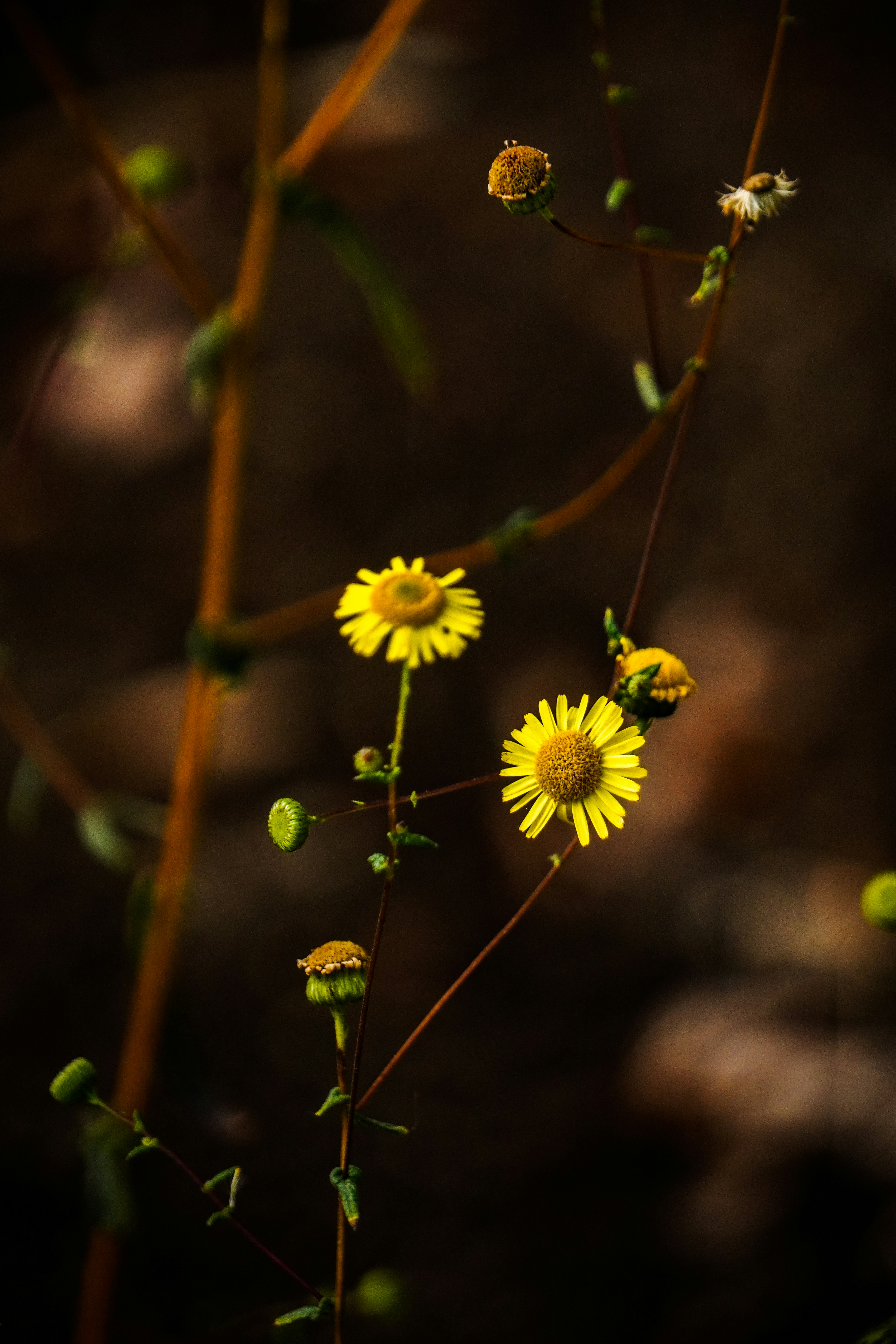 Golden Daisies Woven Along a Velvet Vine in a Shadowed Field