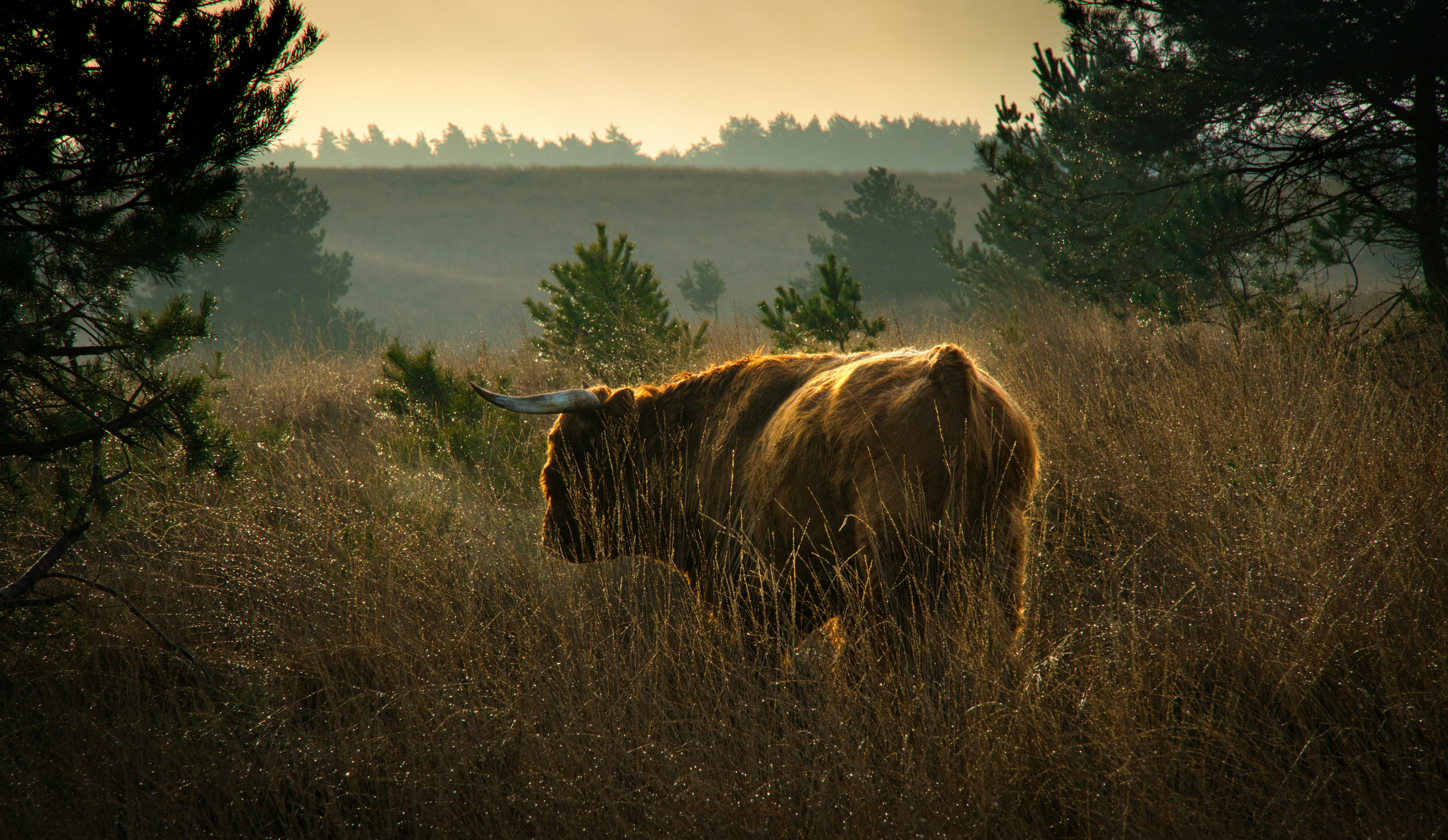 Backlit Bison in a Sea of Tall Grass at Golden Hour