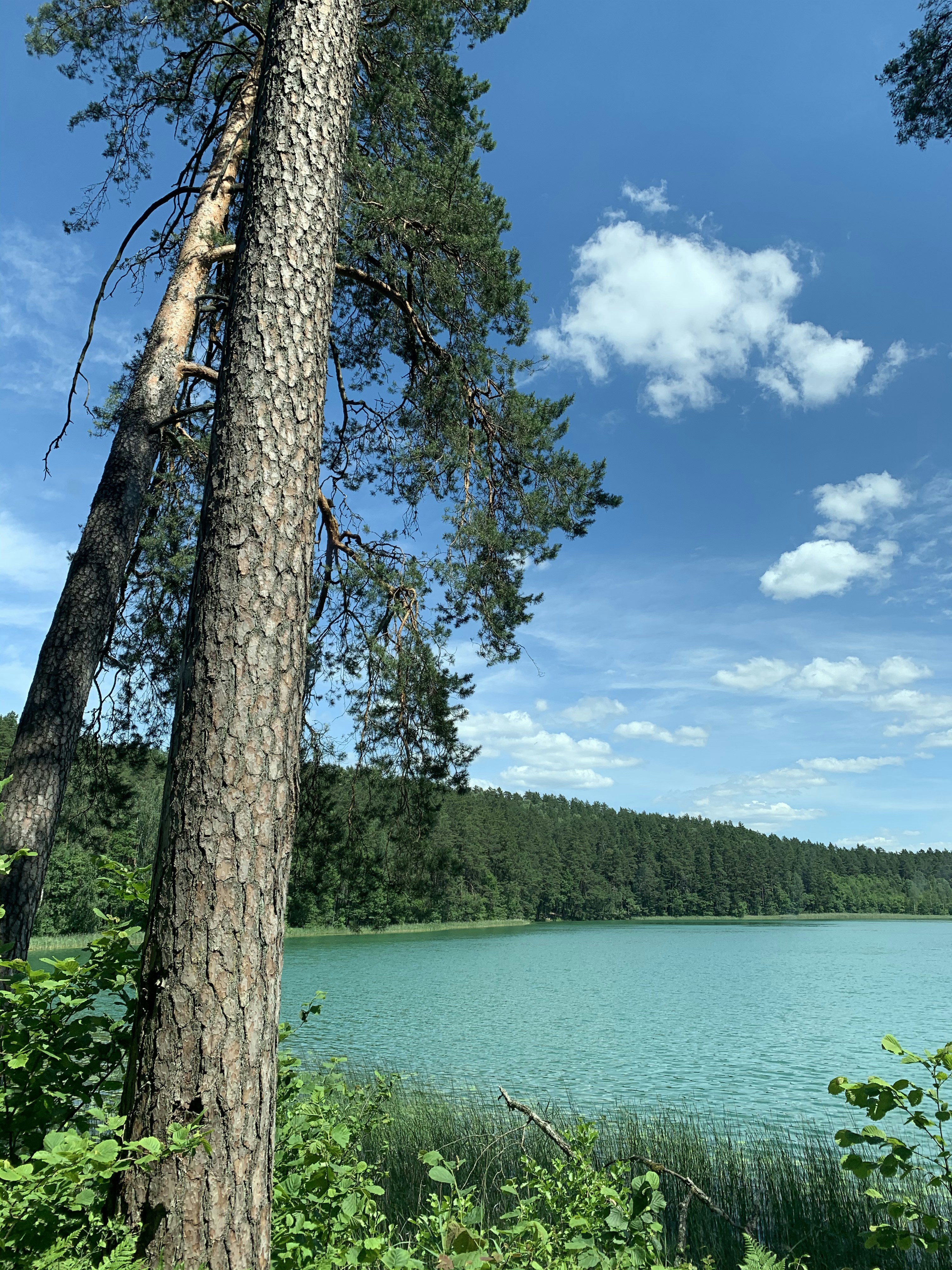 Tall pine trees frame a serene turquoise lake under a bright blue sky dotted with fluffy clouds.