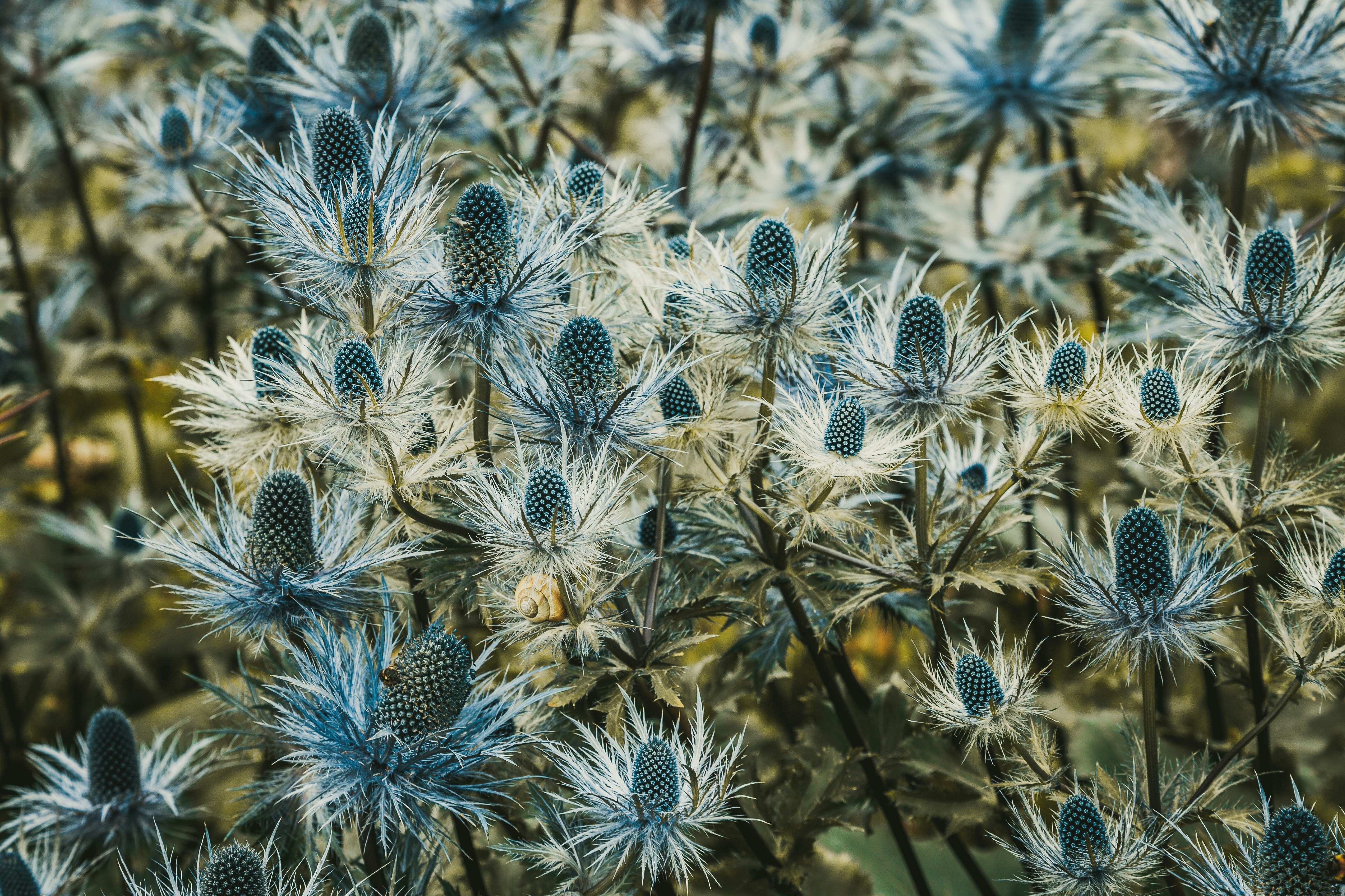 Cluster of thistle plants with frosty blue and white hues, highlighting intricate textures and details of nature's design.