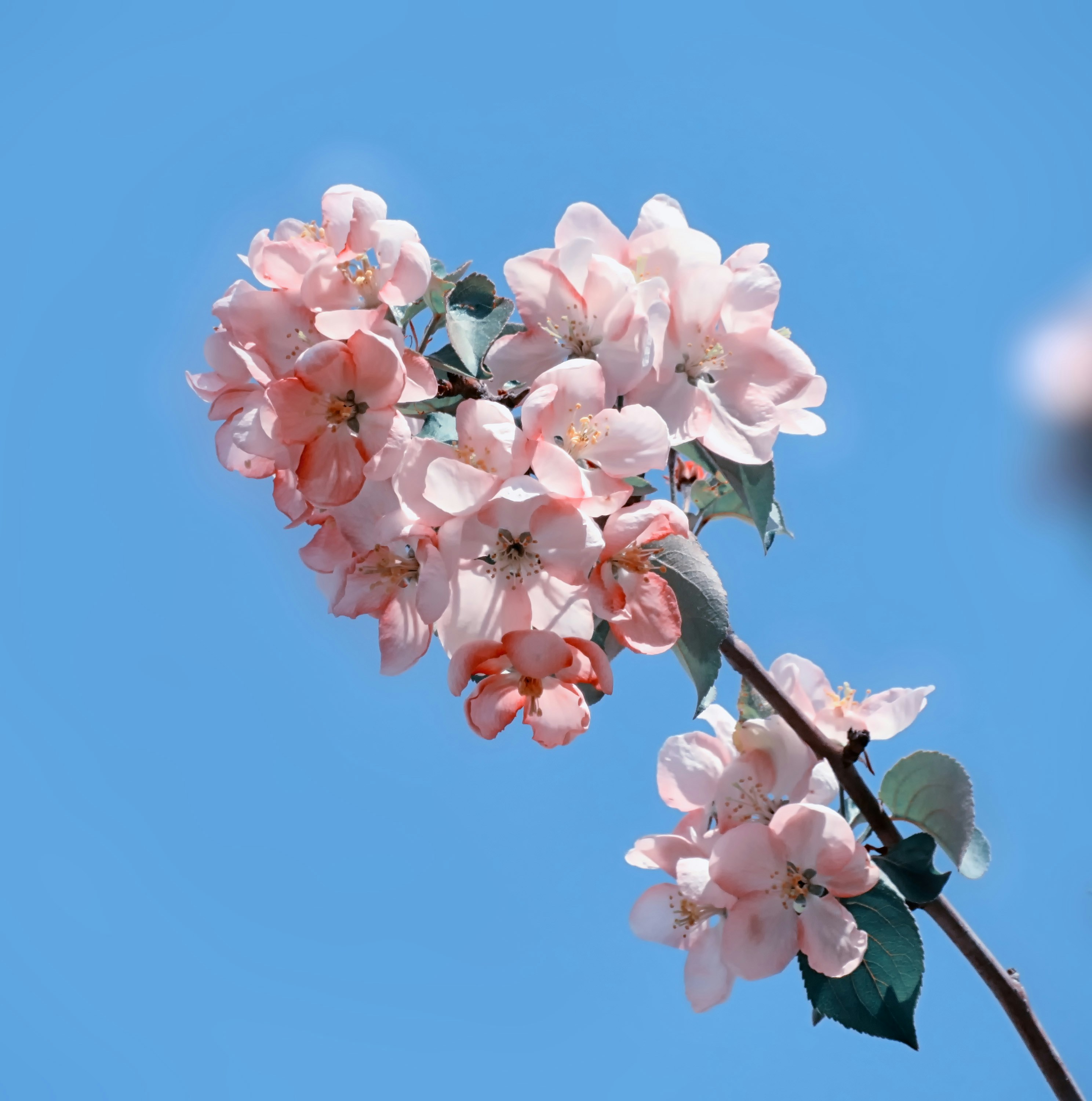 Pink blossoms cluster along a slender branch against a clear blue sky, with bright daylight accentuating petal texture and leaf detail.