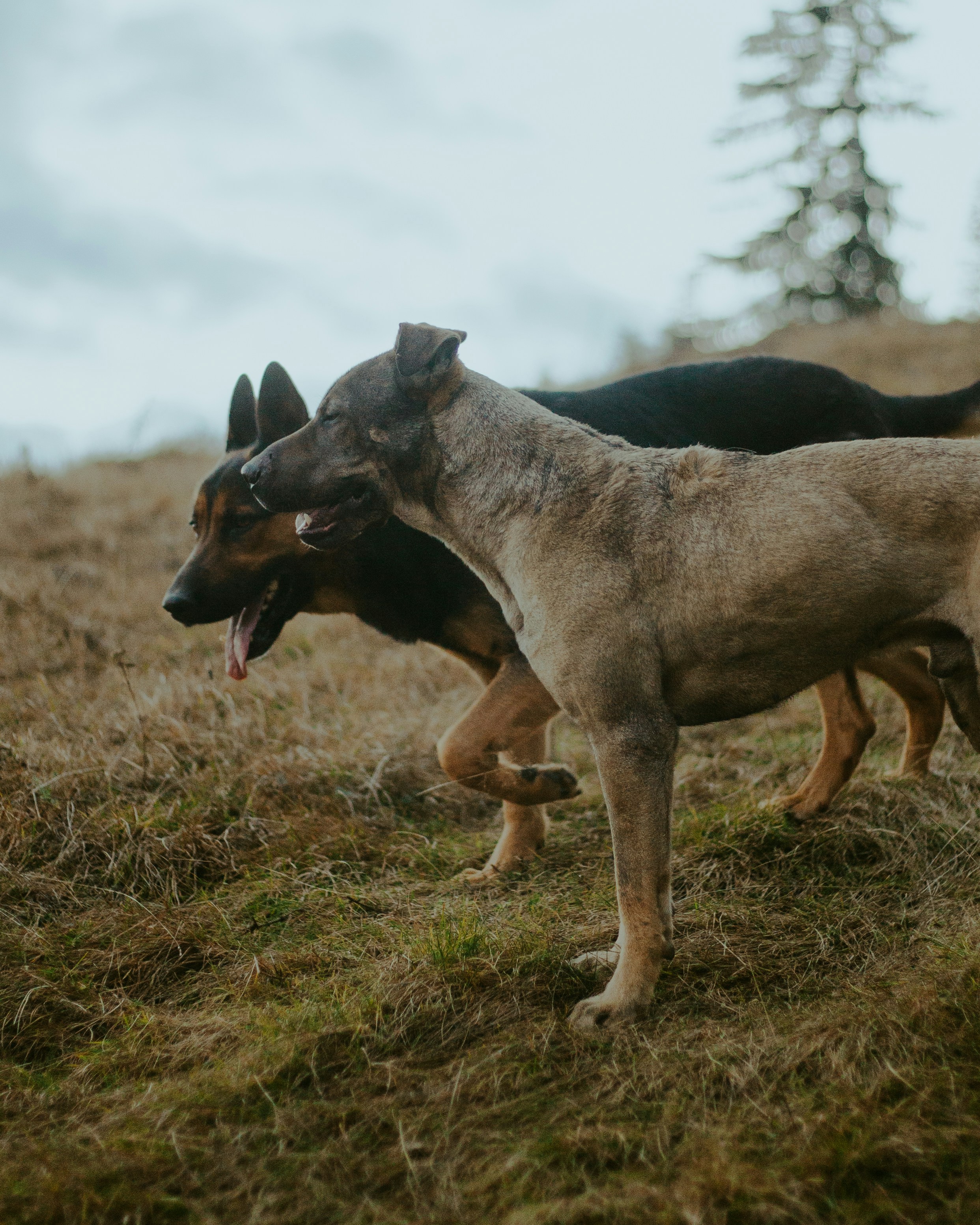 Two dogs exploring a grassy landscape under a cloudy sky, showcasing their playful interaction and natural surroundings.