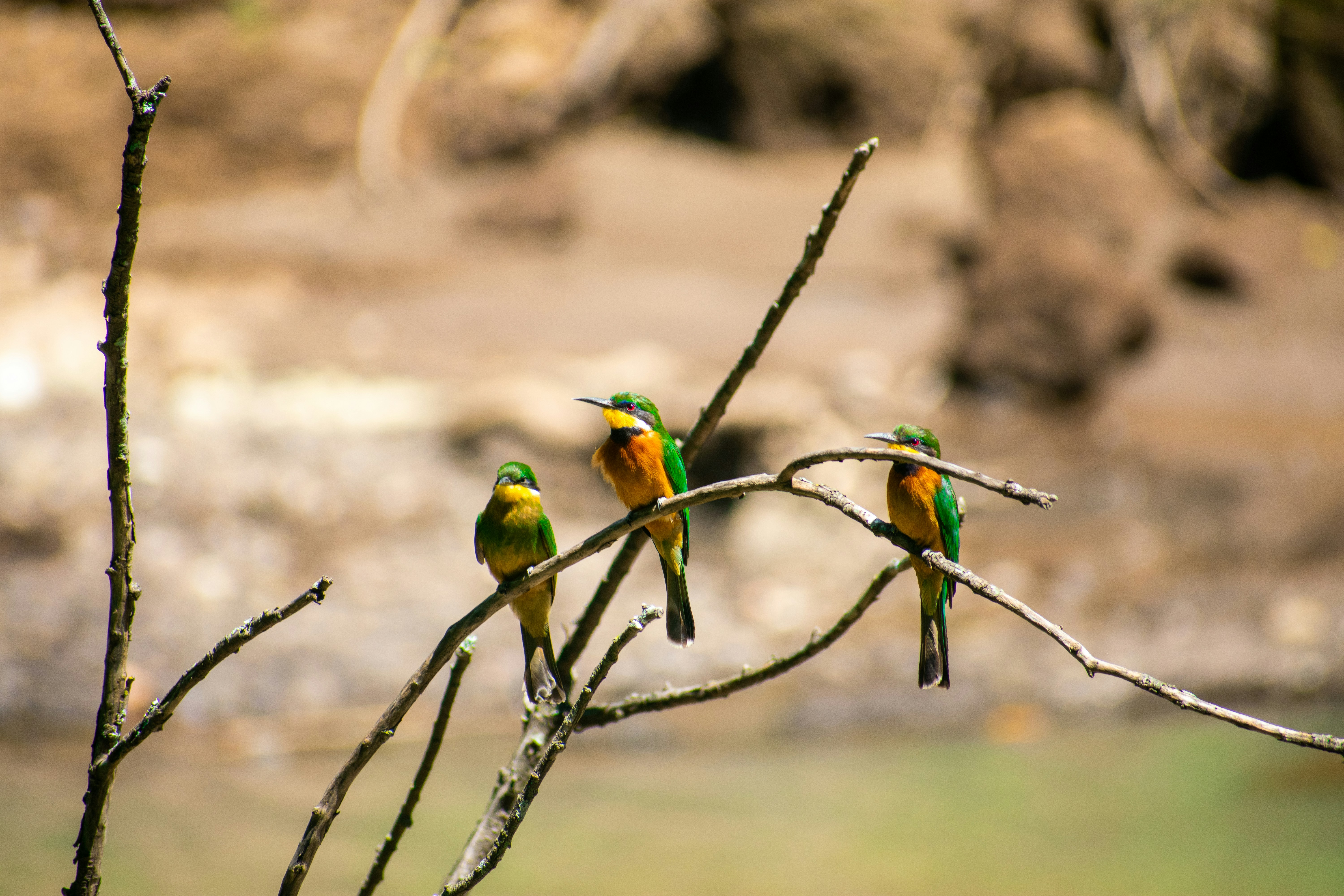Emerald Trio Perched on Twigs by a Quiet Riverbank