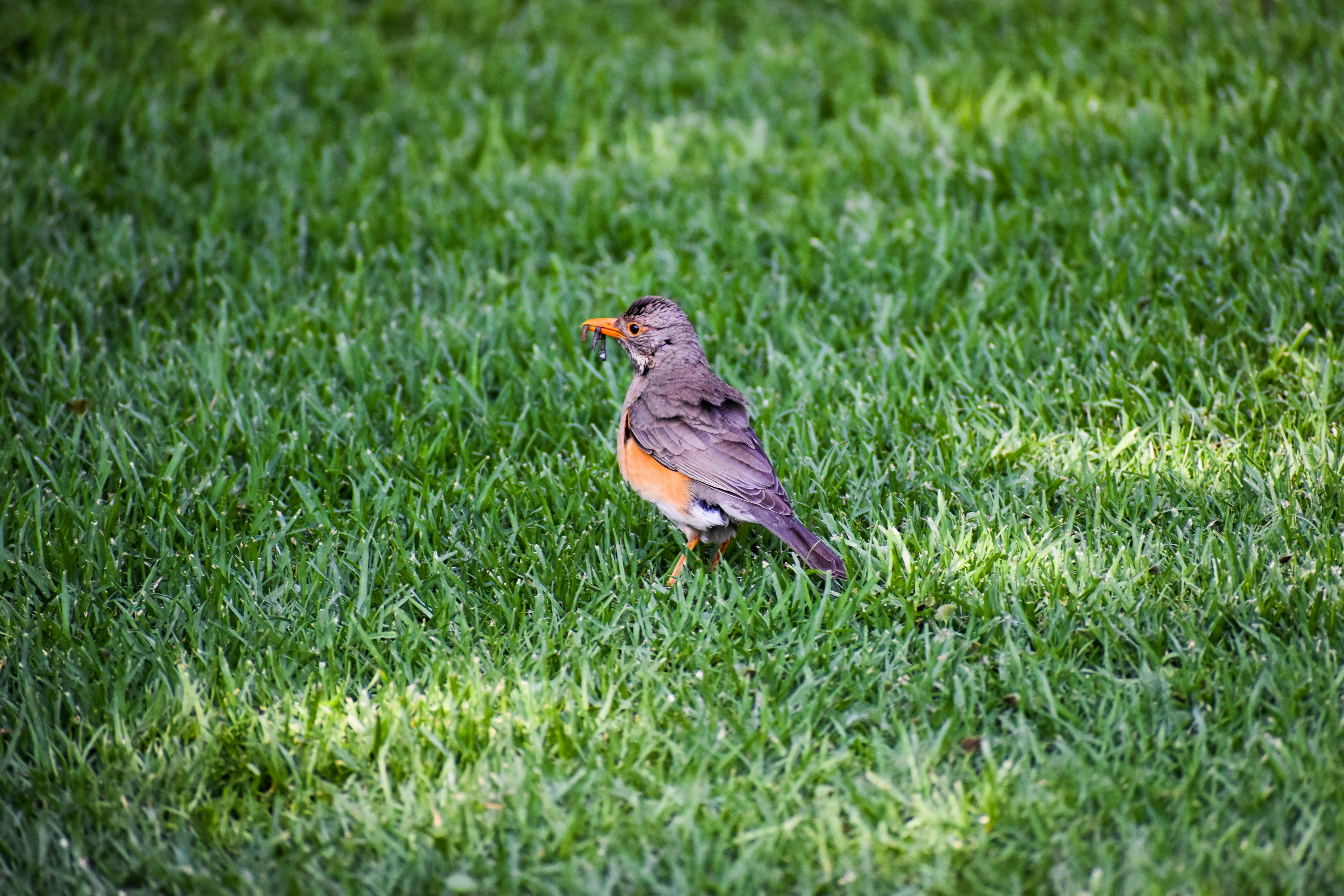 A thrush collecting worms to feed her babies. Shot in RSA. | brown and gray bird on green grass field during daytime