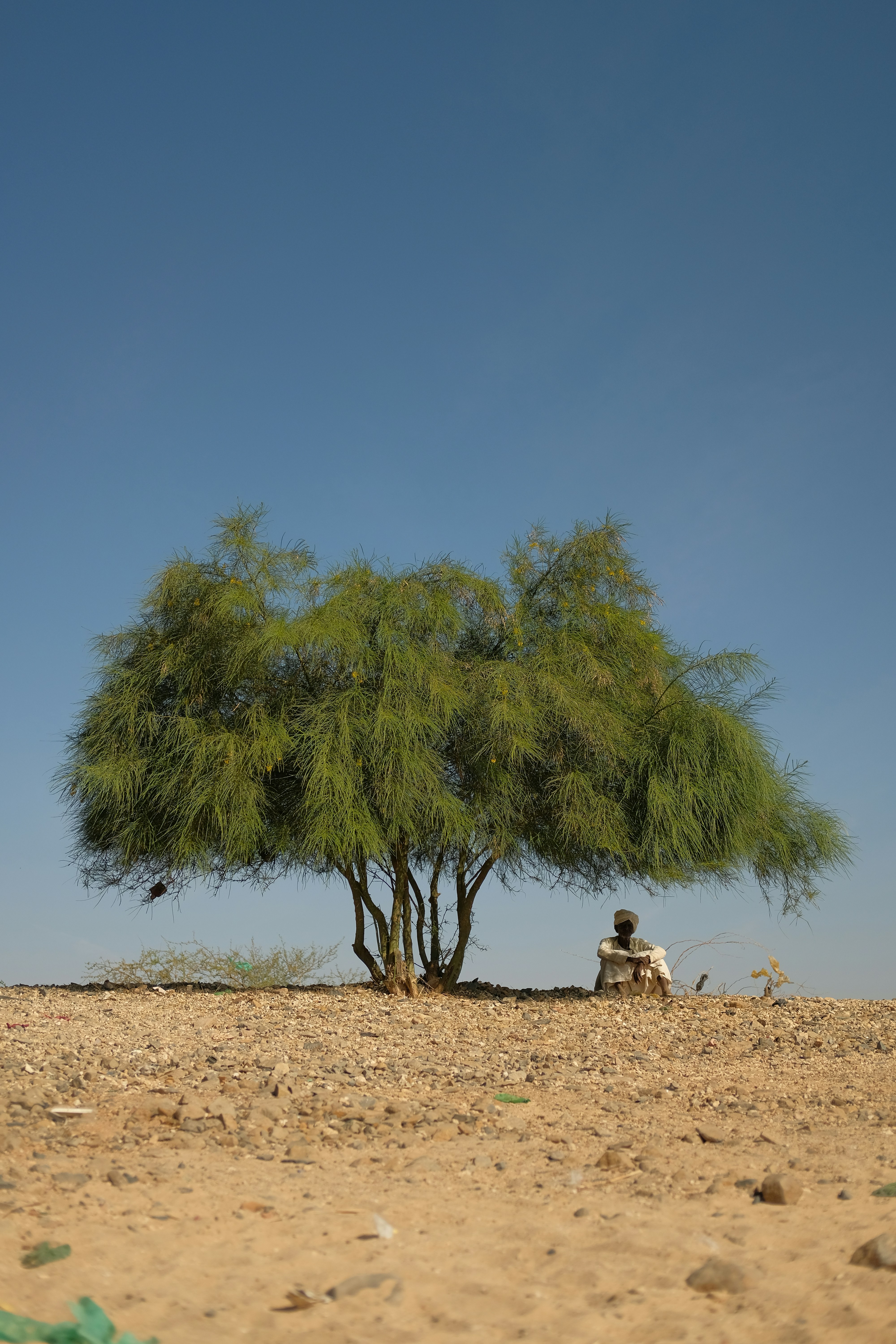 Solitary Silence Beneath the We'llowed Tree