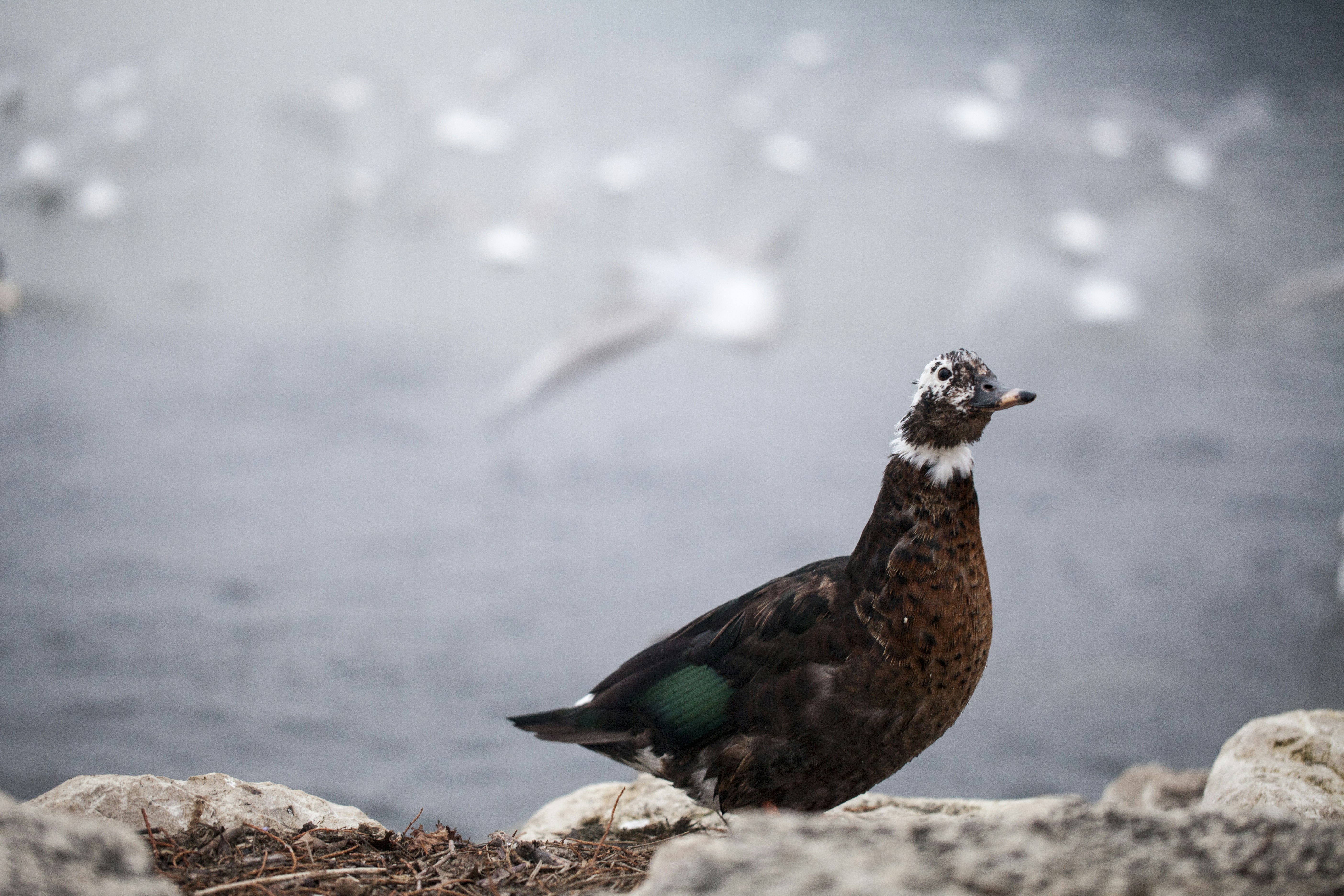 Emerald-Glinted Duck on a Quiet Rocky Shore