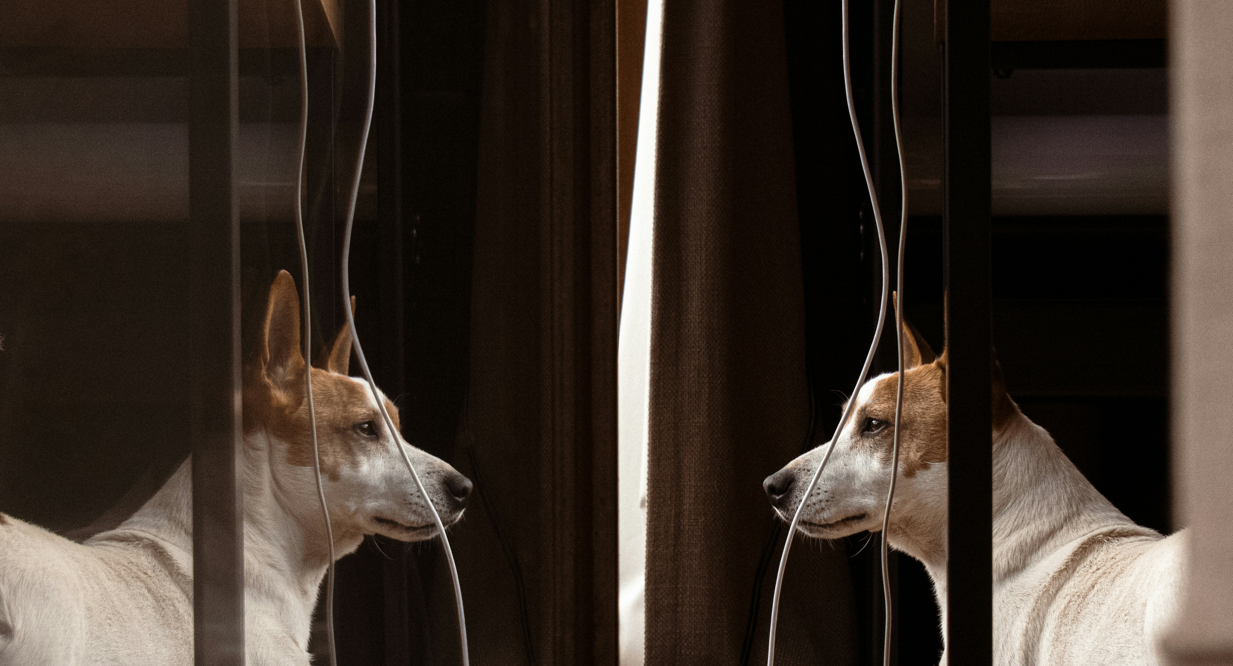 Dog with reflection