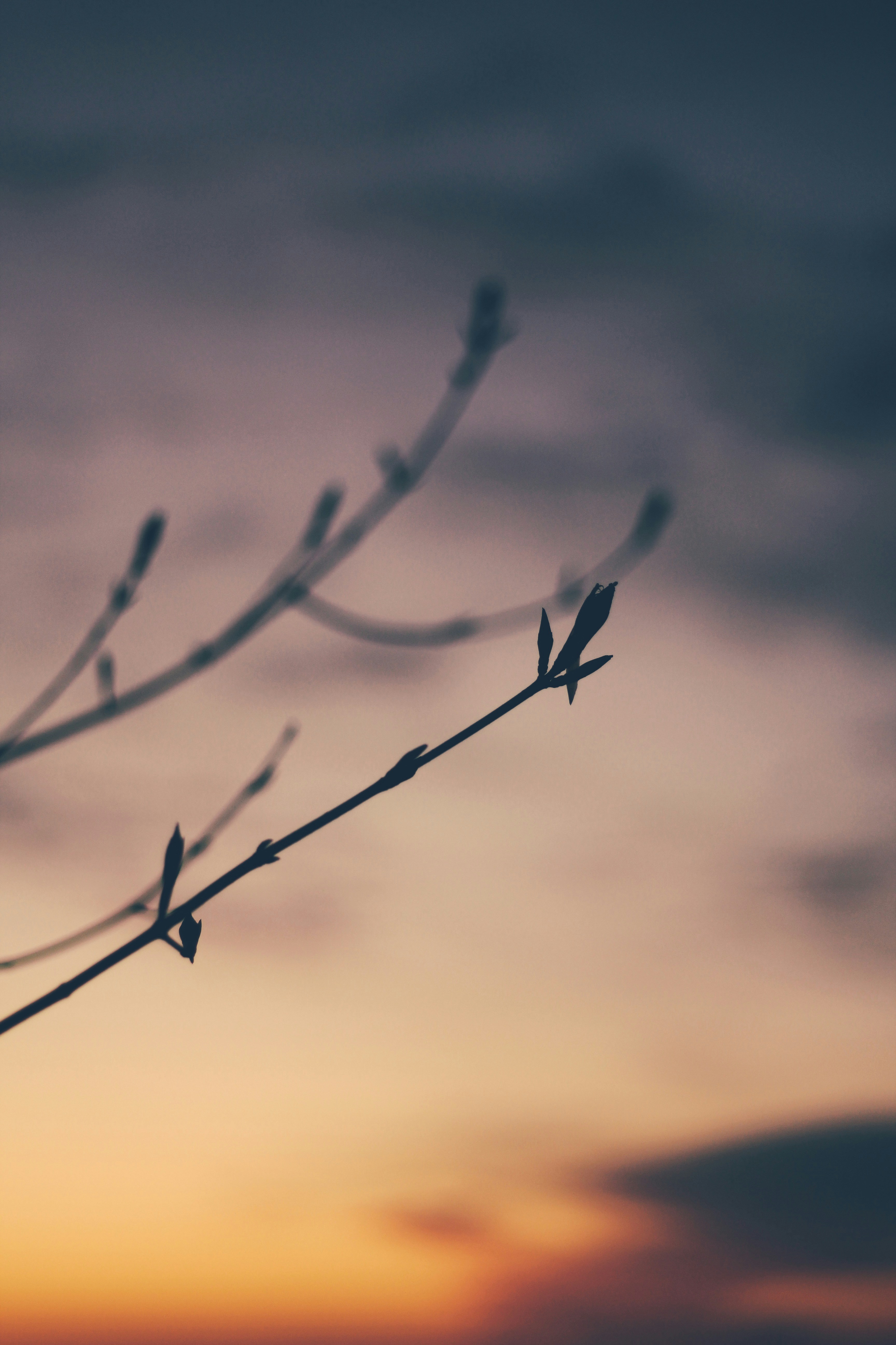 Delicate branches silhouetted against a softly blended twilight sky, showcasing the transition from day to night.