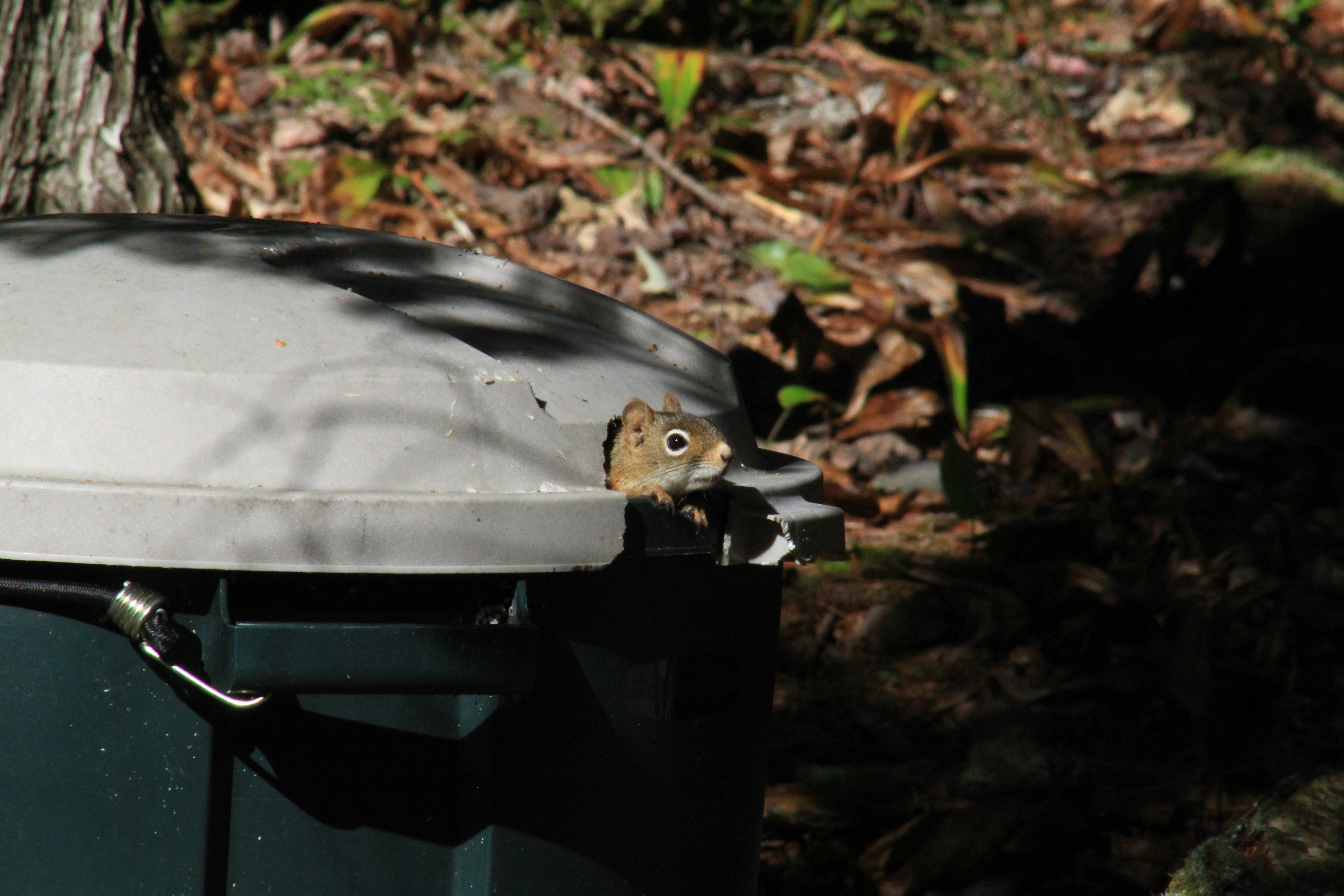 Chipmunk at the Edge: A Sun-Dappled Glimpse from a Trash-Can Lid