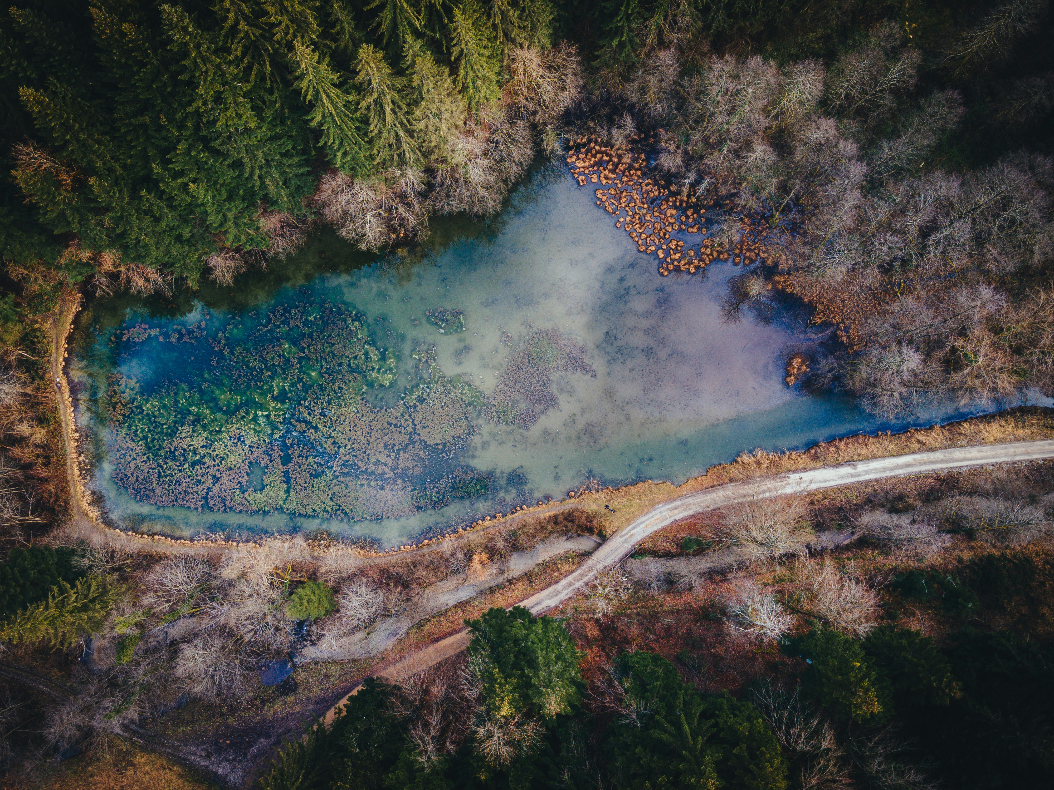 Aerial view of a vibrant teal pond surrounded by dense coniferous forest and bare winter trees.