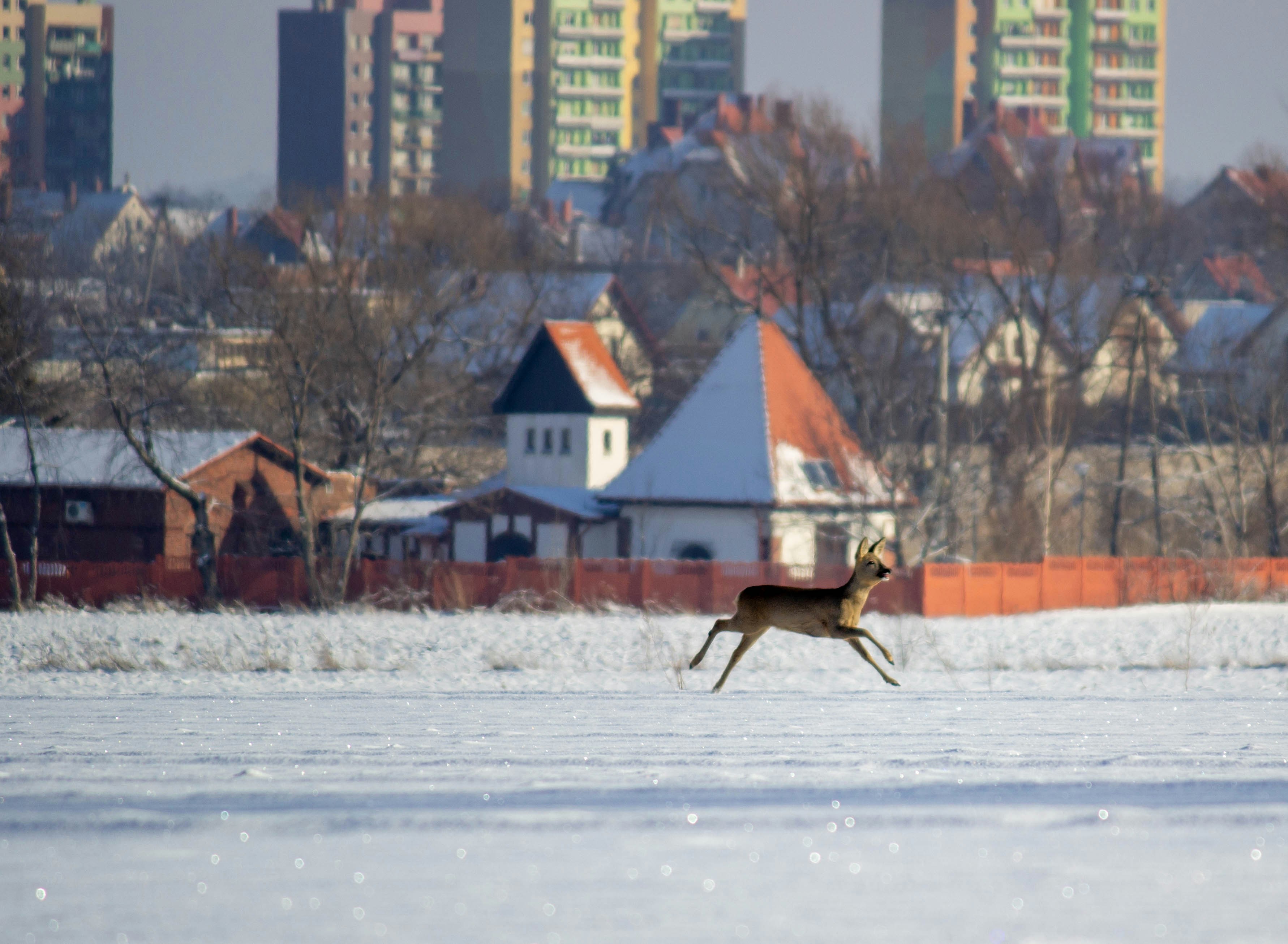Winter Runner: A Lone Deer Traverses the Snowlit Field