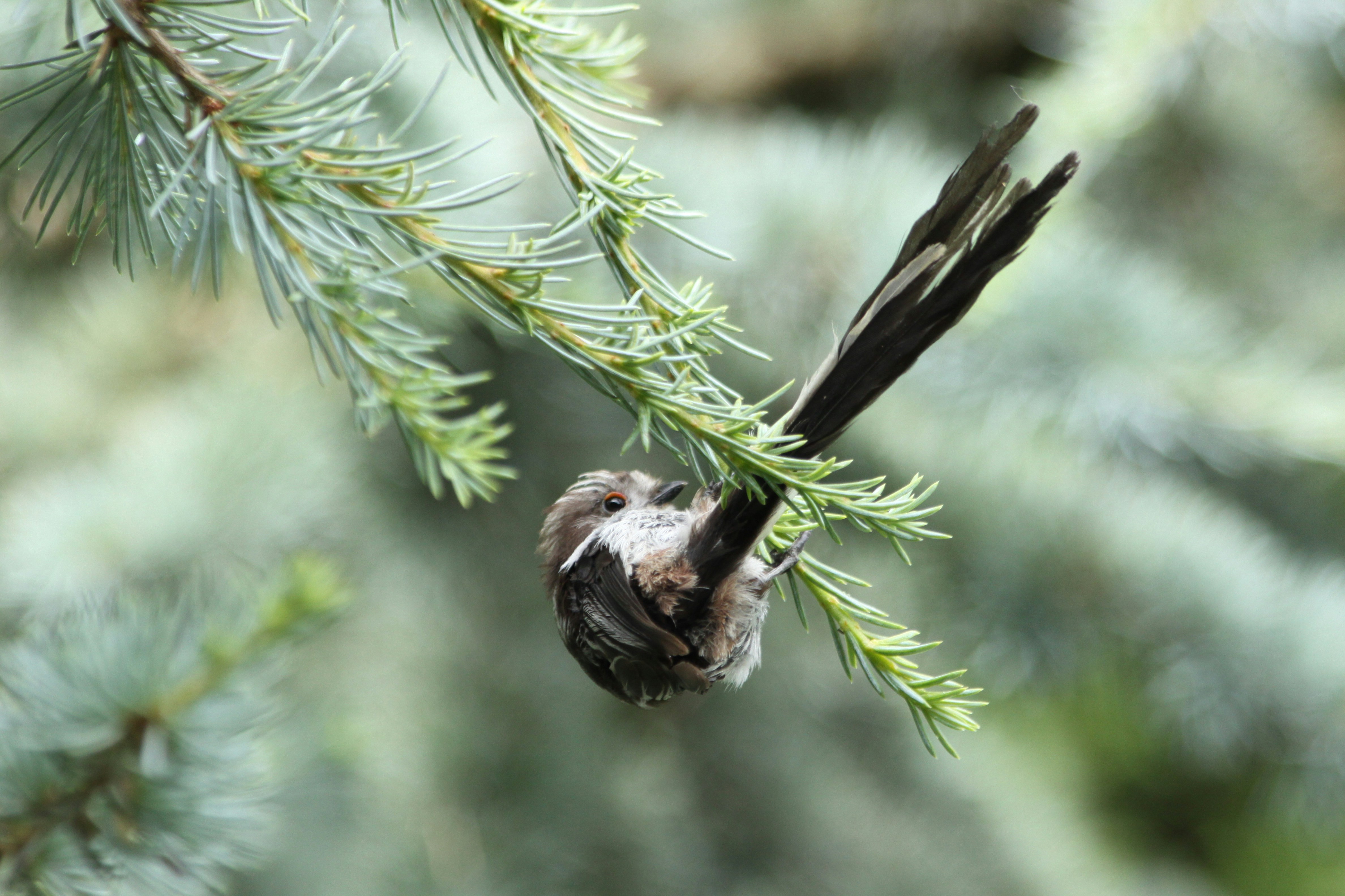 Tiny Perch: A Red-brown Bird Clings to Evergreen