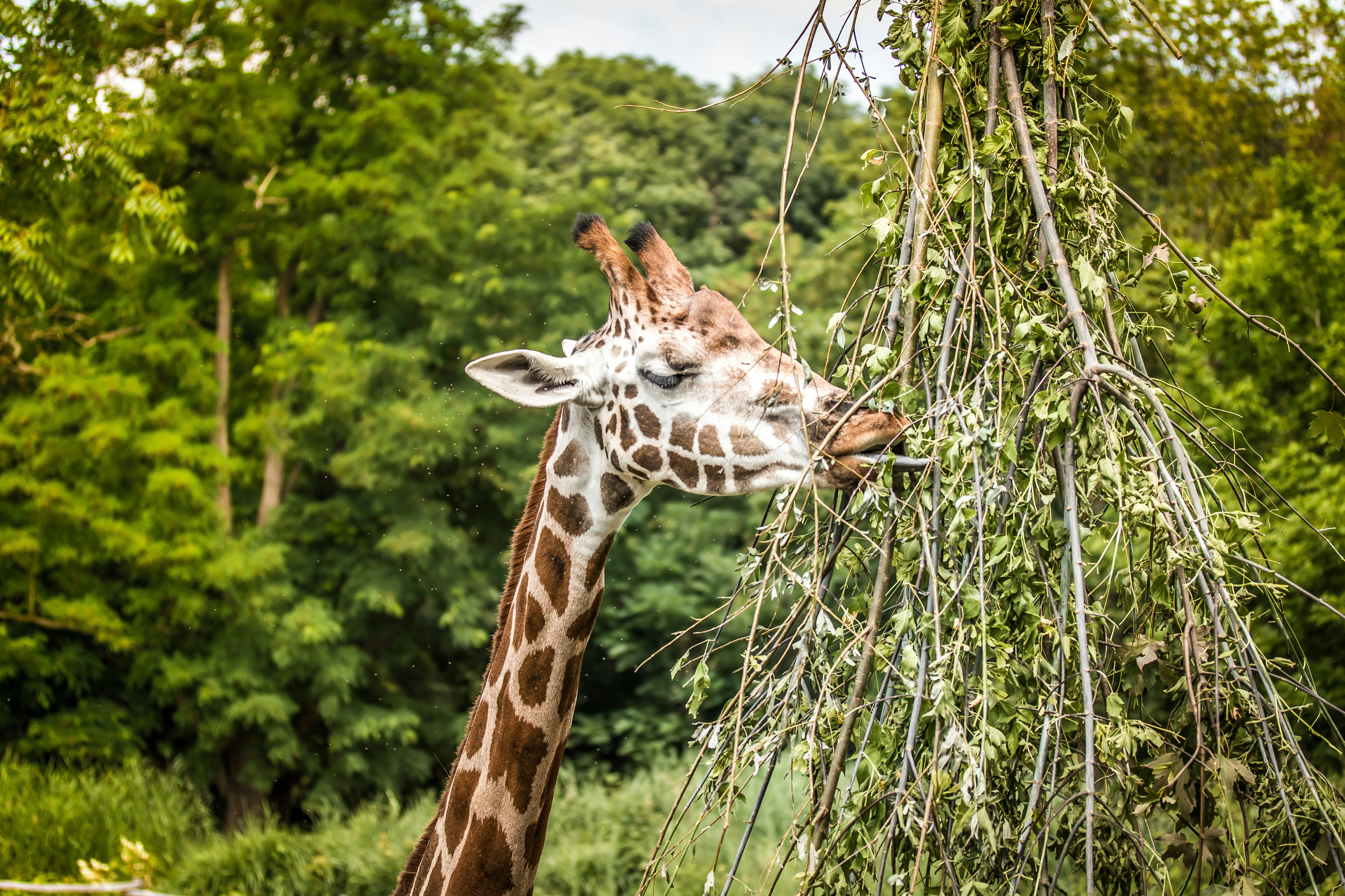 Giraffe stretching its neck to feed on leafy branches in a lush green setting.