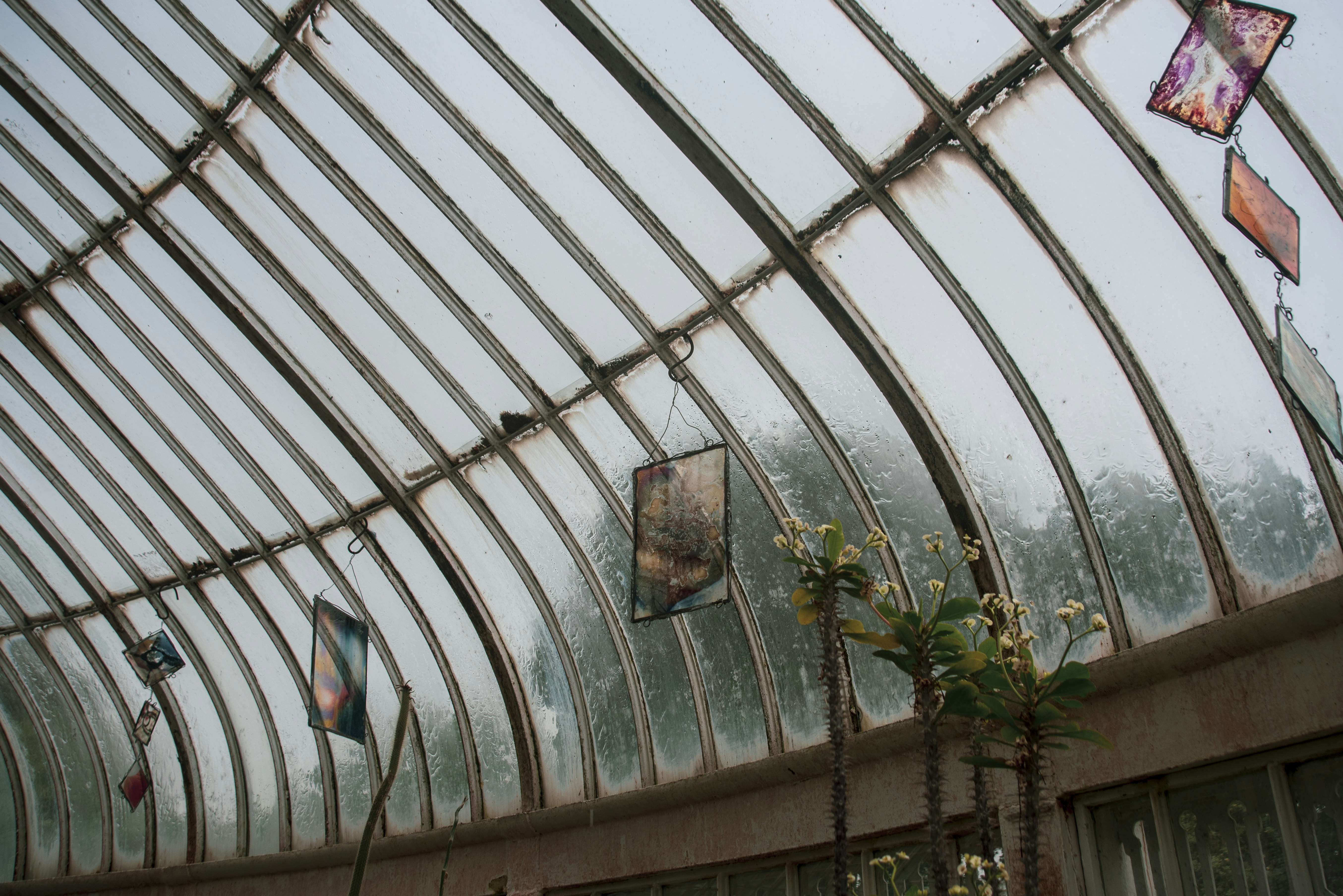 Hanging artworks suspended from a glass roof in a greenhouse, surrounded by lush greenery and moisture-laden air.