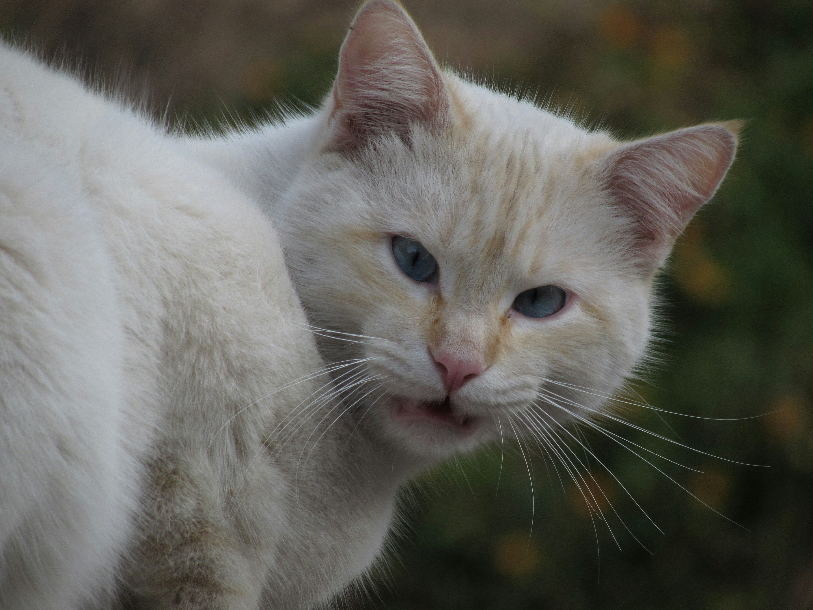 Gato | white cat with yellow eyes