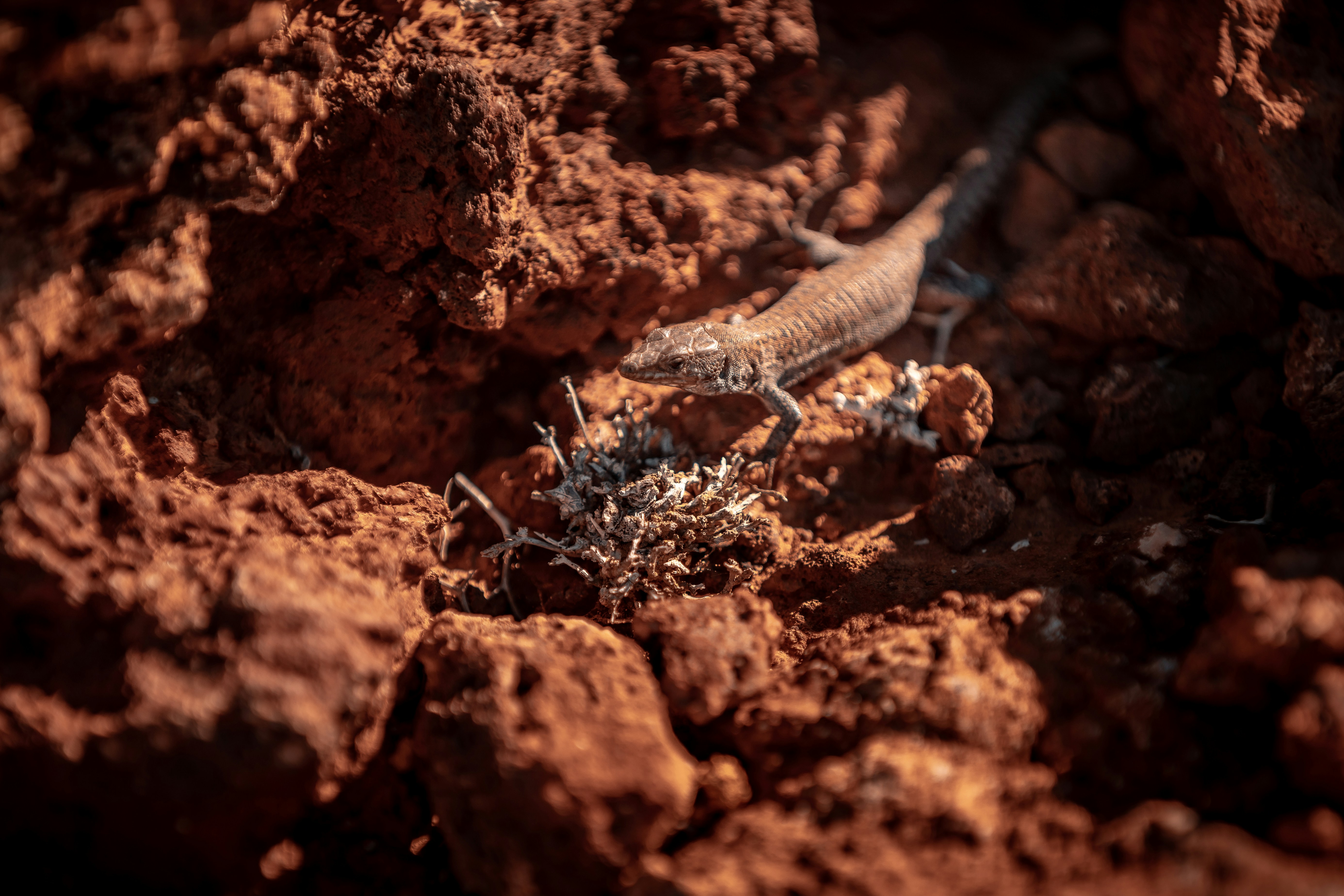 Red Desert Lizard Amid Crumbling Terracotta