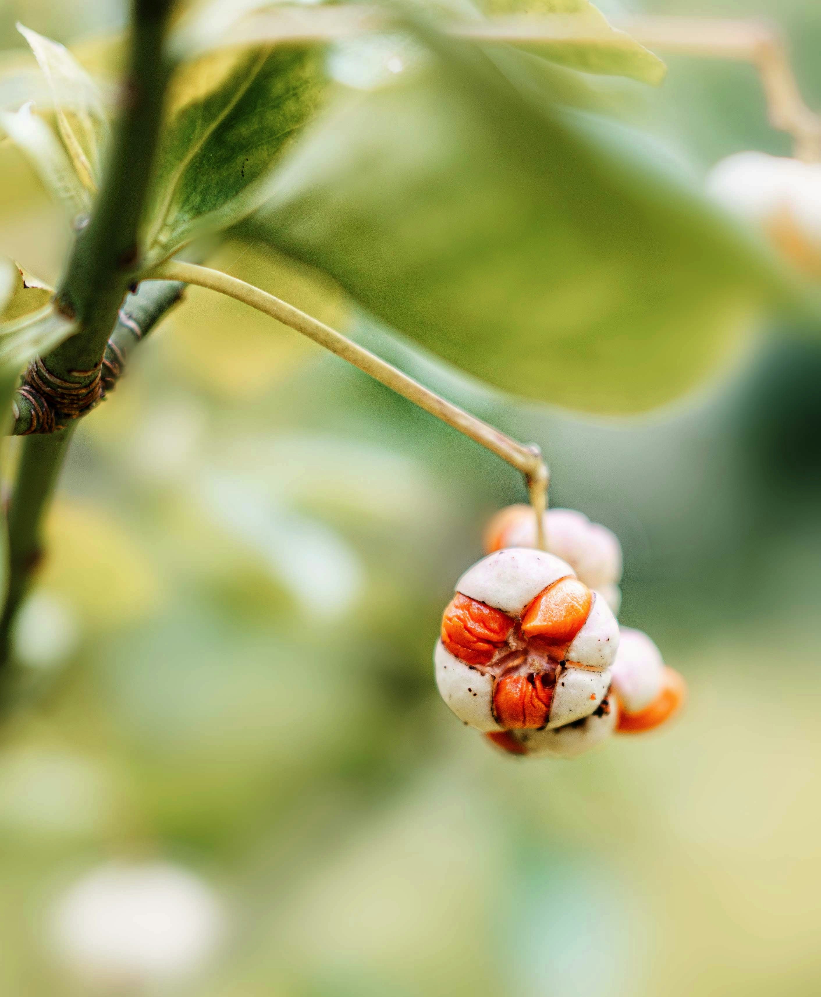 Foto Capullo de flor blanco y rojo en lente de cambio de inclinación ...