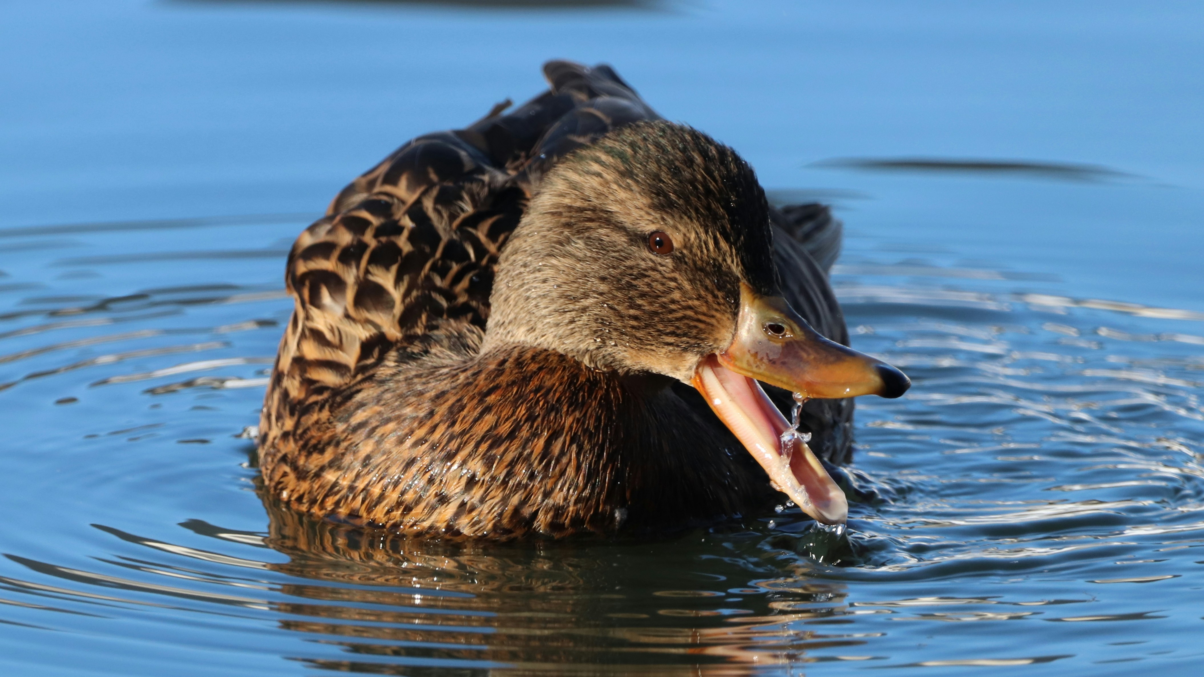 Open-Beak Mallard Amid Rippled Blue