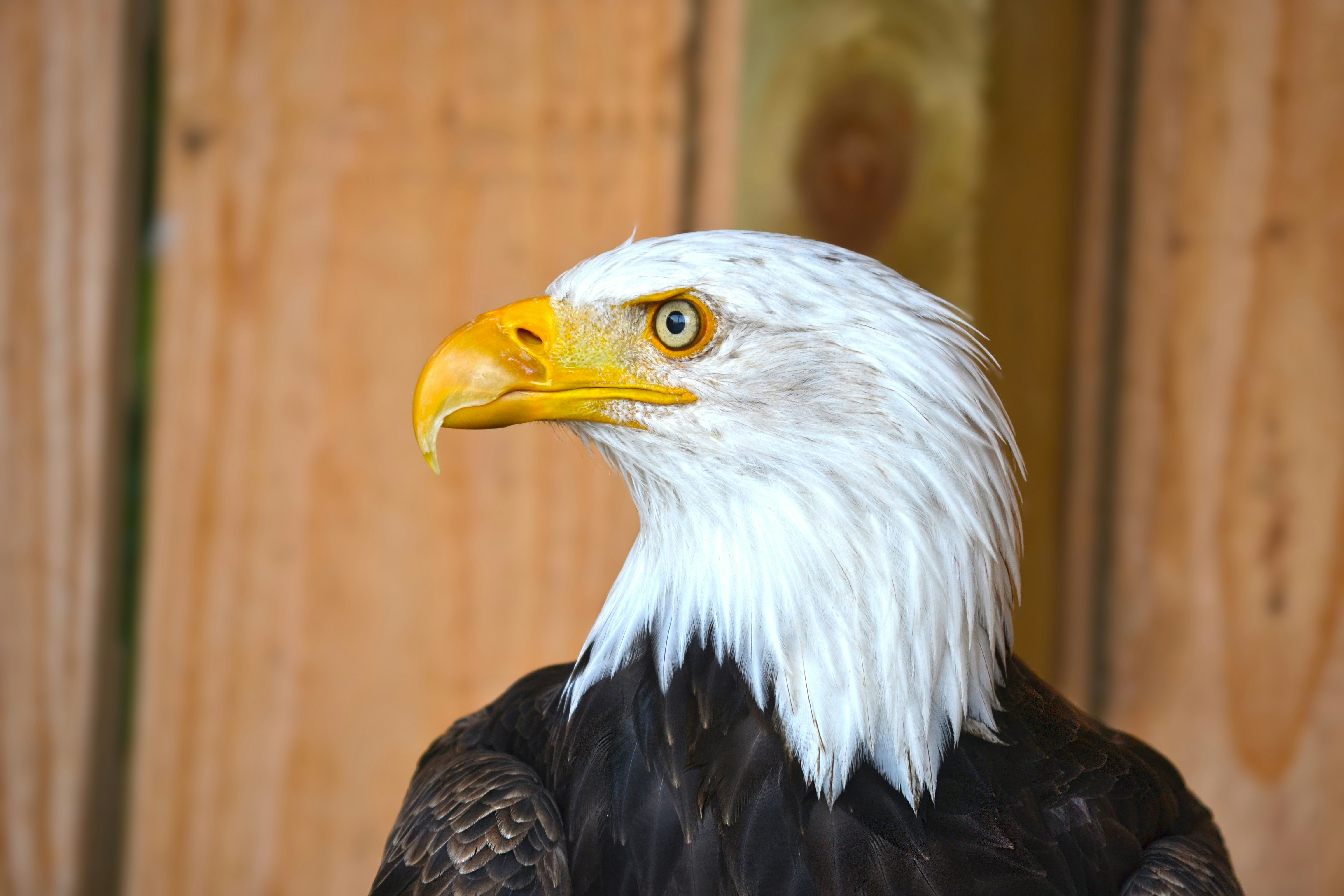 Close-up of a bald eagle showcasing its striking features and intense gaze, set against a rustic wooden backdrop.