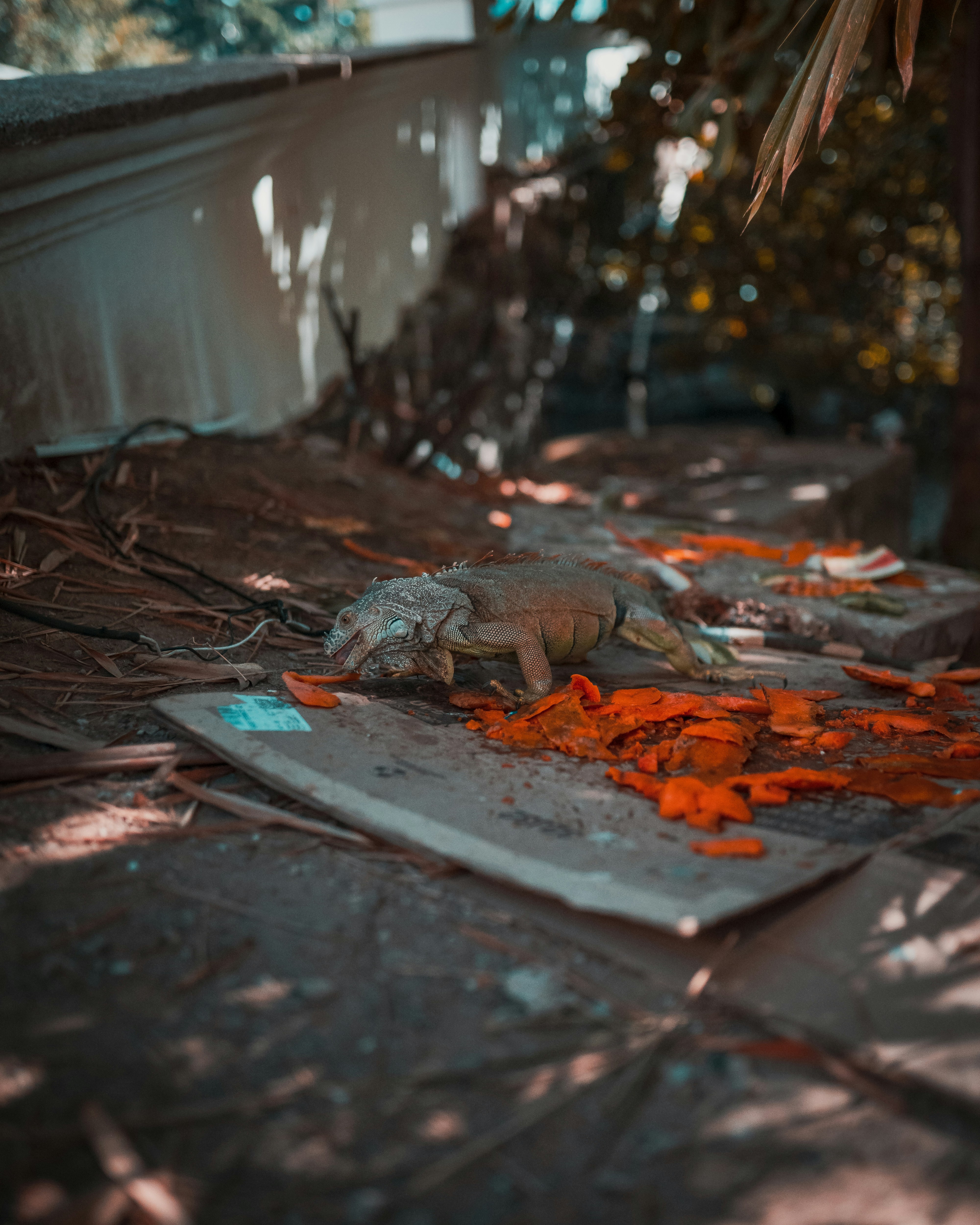 Iguana resting on a cardboard surface surrounded by vibrant orange scraps in a natural setting. Sunlight filters through nearby foliage.
