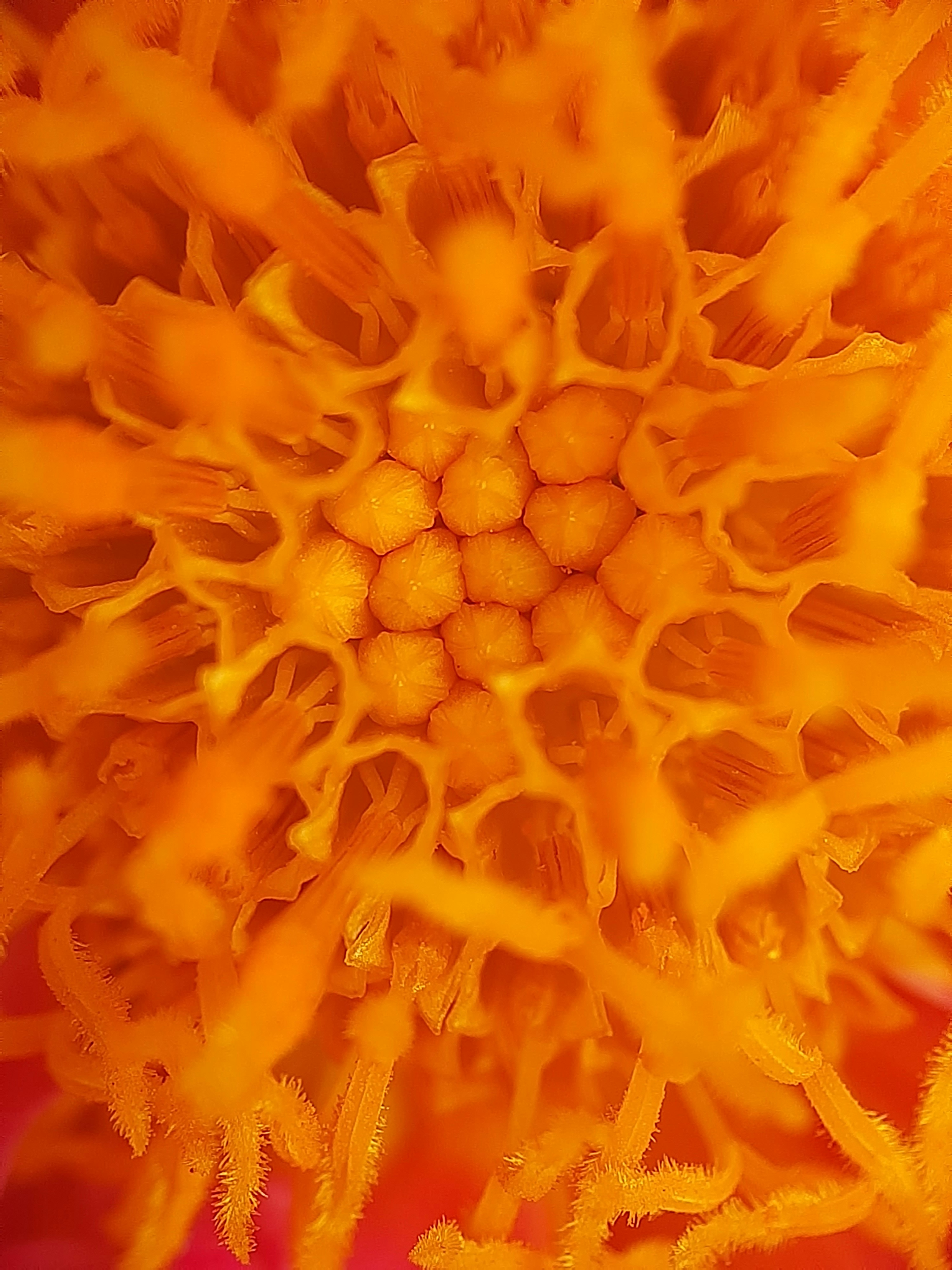 Close-up view of a vibrant orange flower center showcasing intricate petal structures and textures.