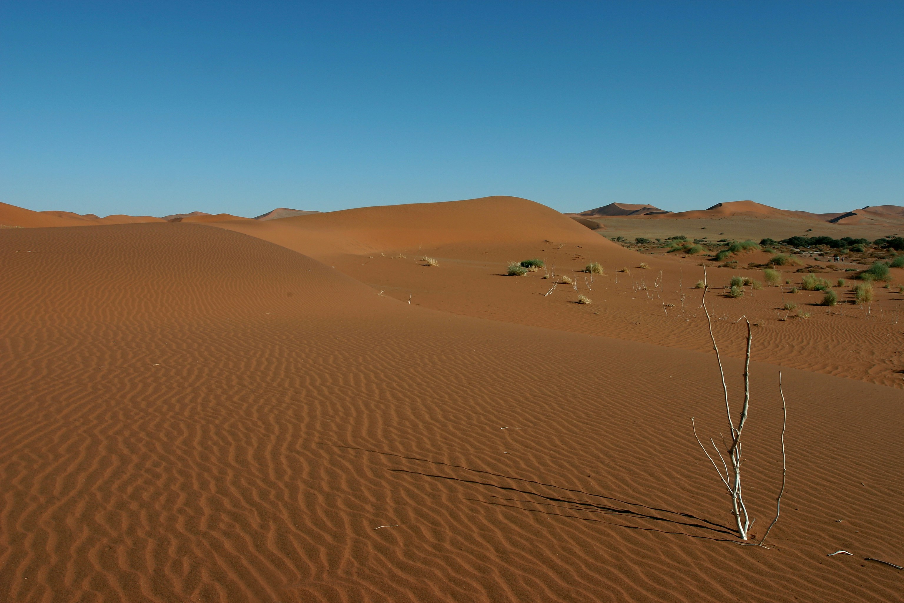 Expansive sand dunes under a clear blue sky with sparse vegetation casting shadows.