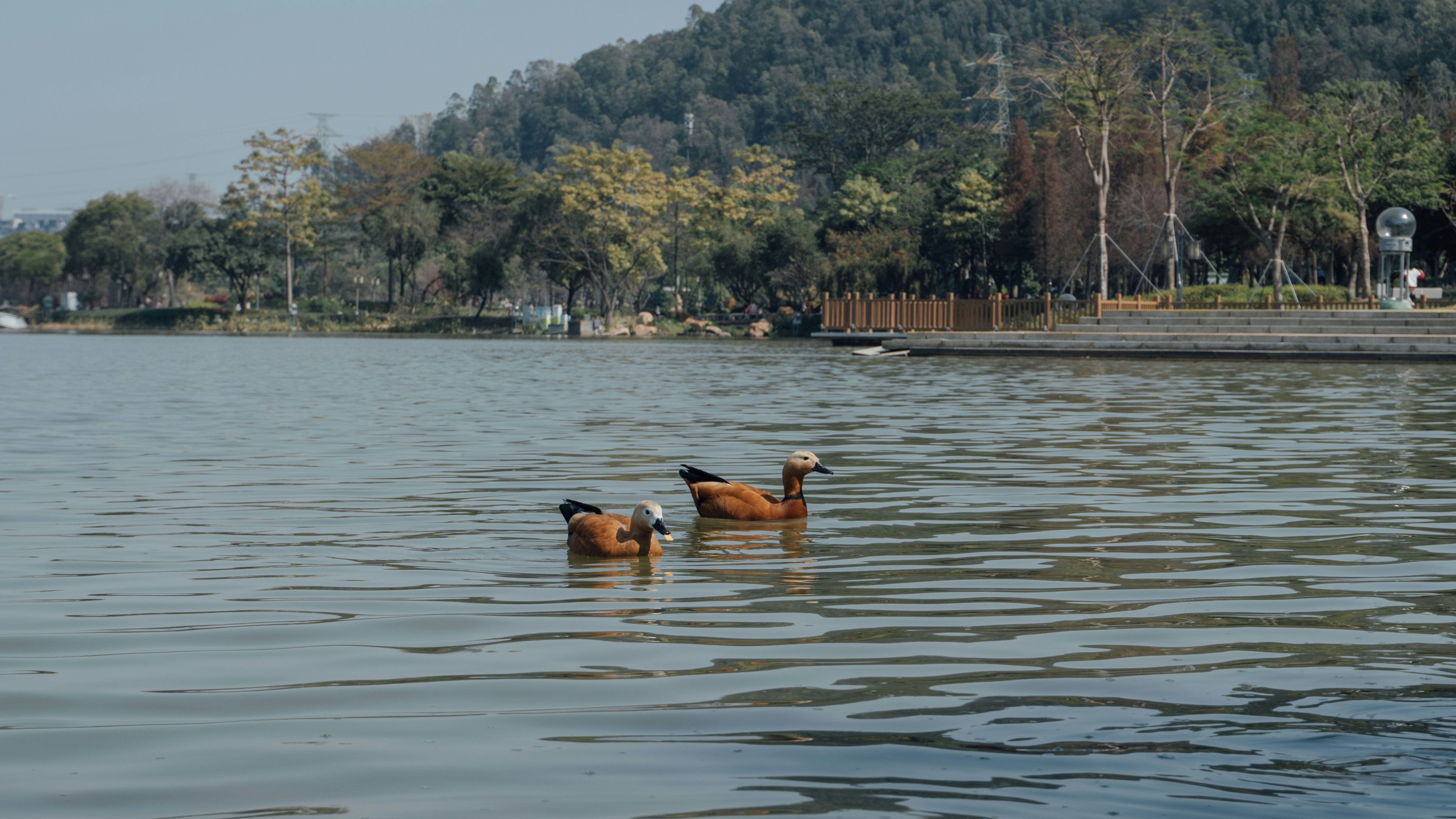 brown and black short coated dog on water during daytime