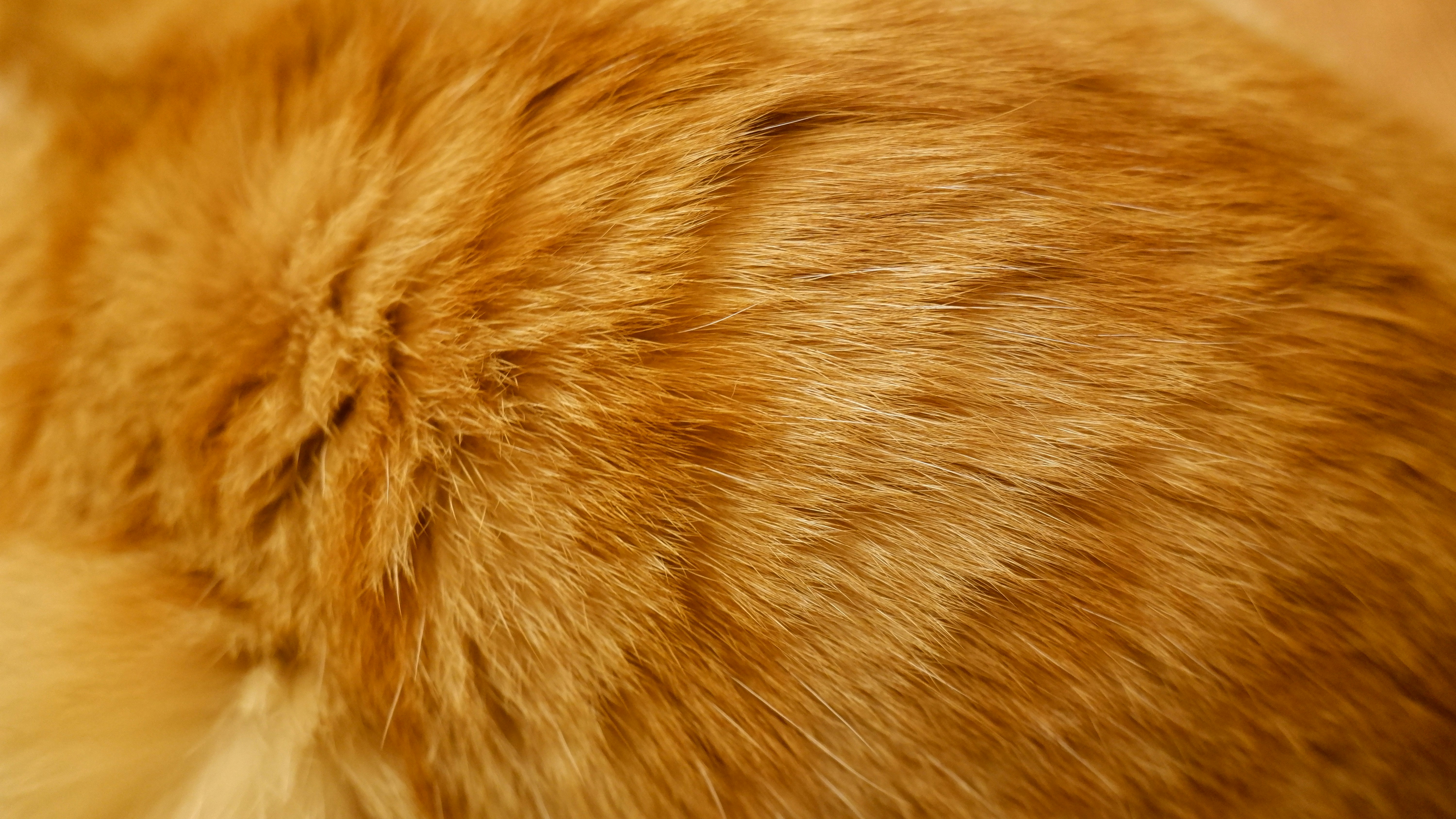 100+ Fur Pictures | Download Free Images on Unsplash