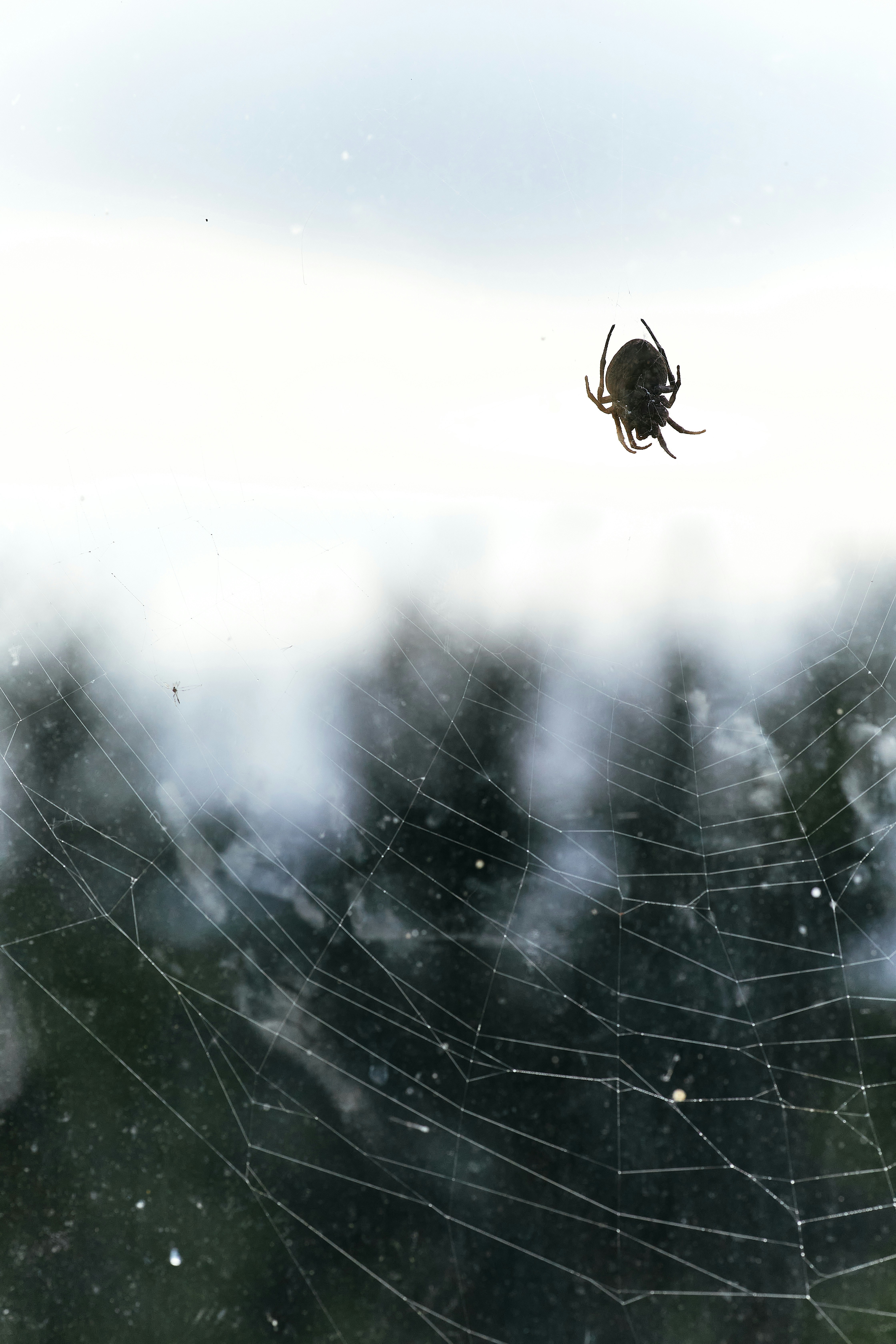 A spider suspended in its intricate web against a blurred background of trees and sky. The delicate strands showcase nature's craftsmanship.