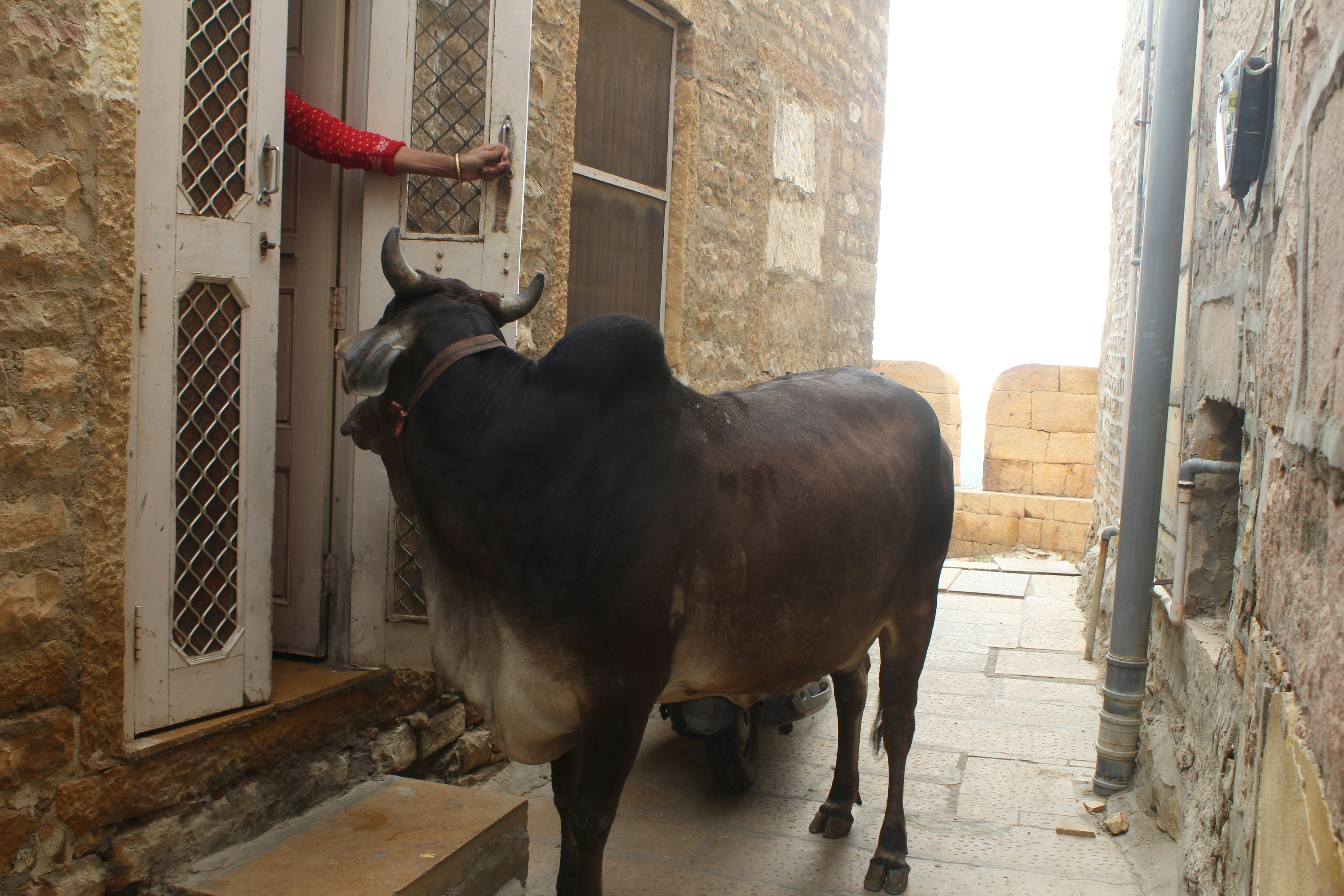 Bull at the Narrow Archway: Street Threshold