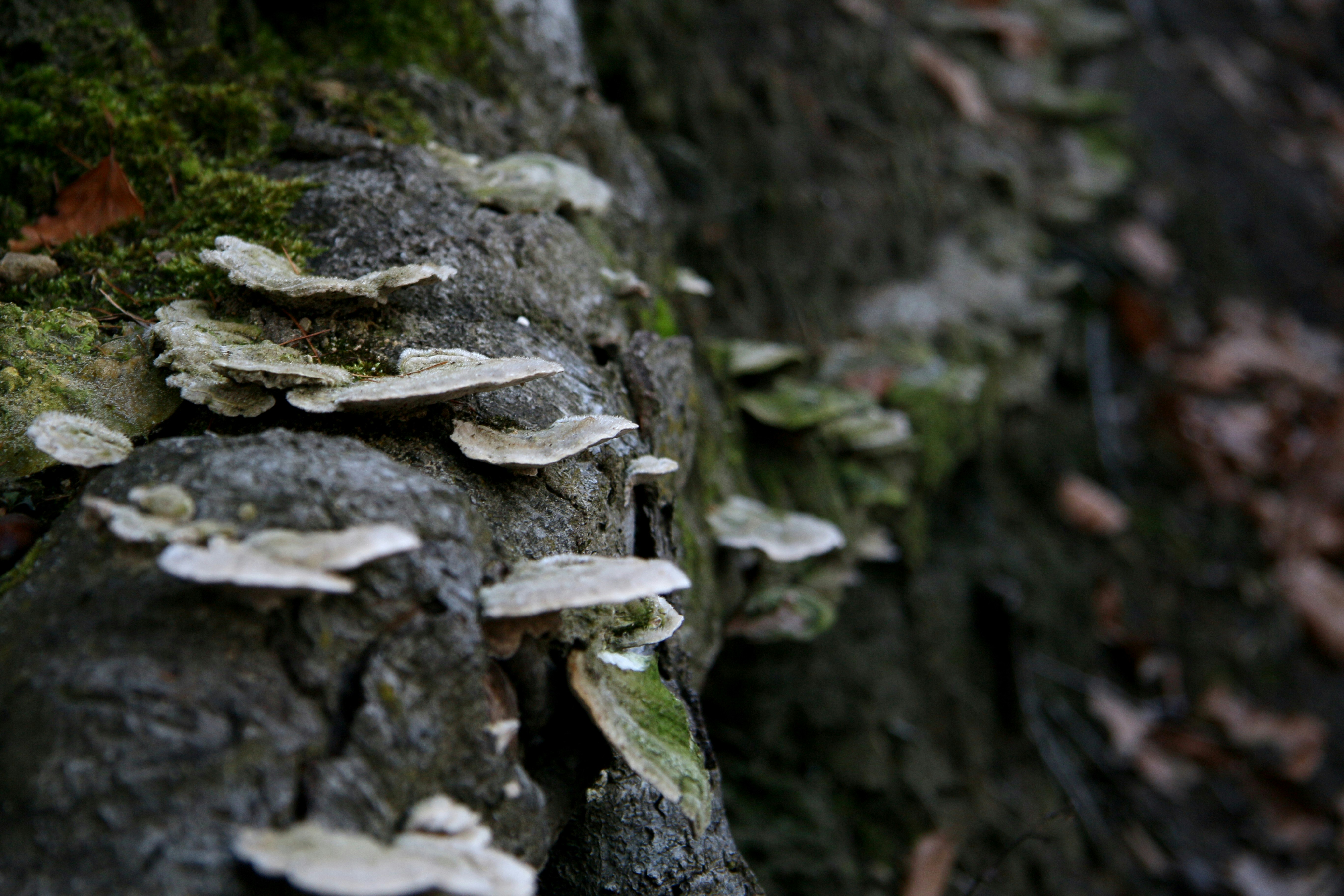 Cluster of white fungi growing on a textured tree trunk, surrounded by moss and fallen leaves.