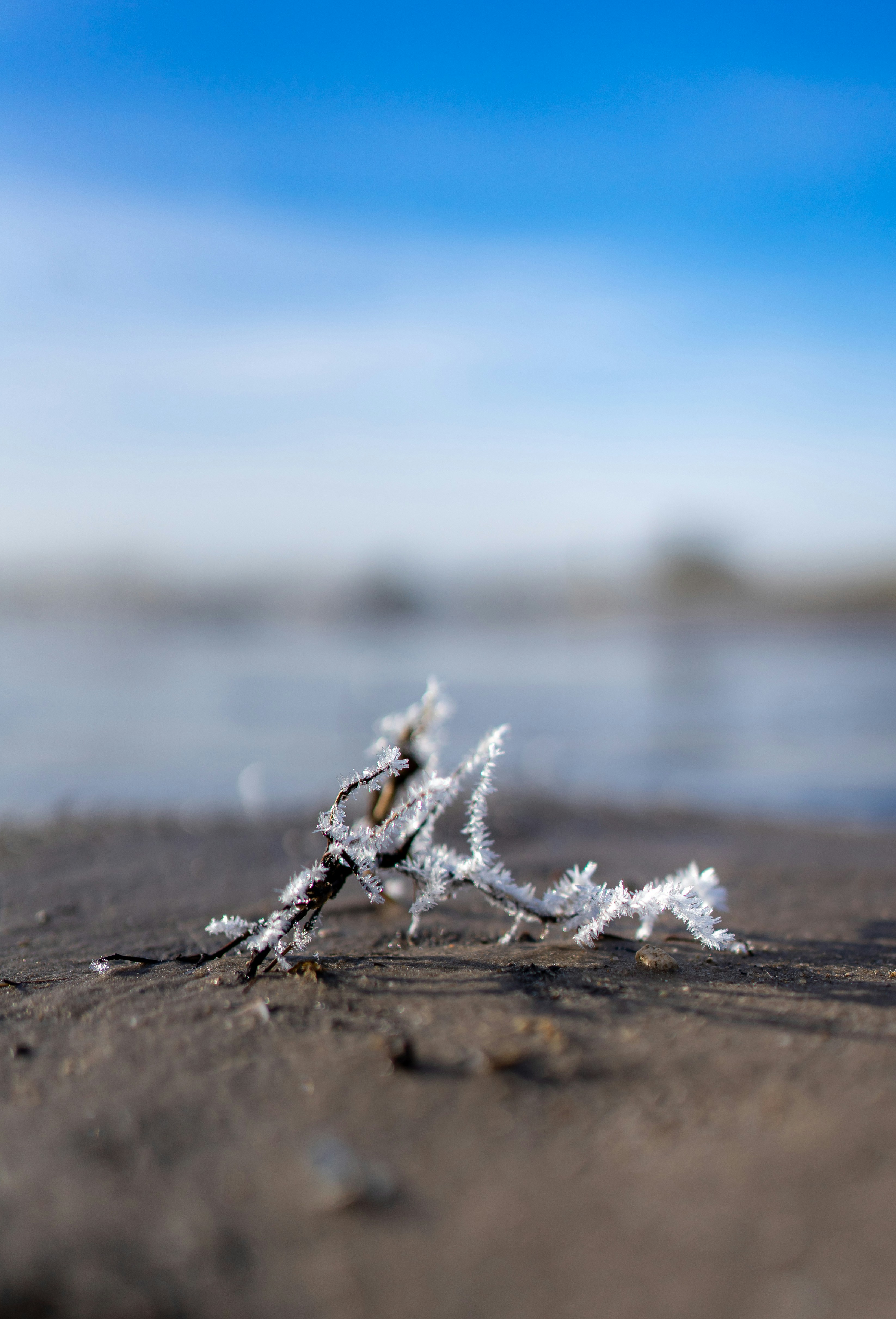 Frost-White Twig on a Quiet Shore