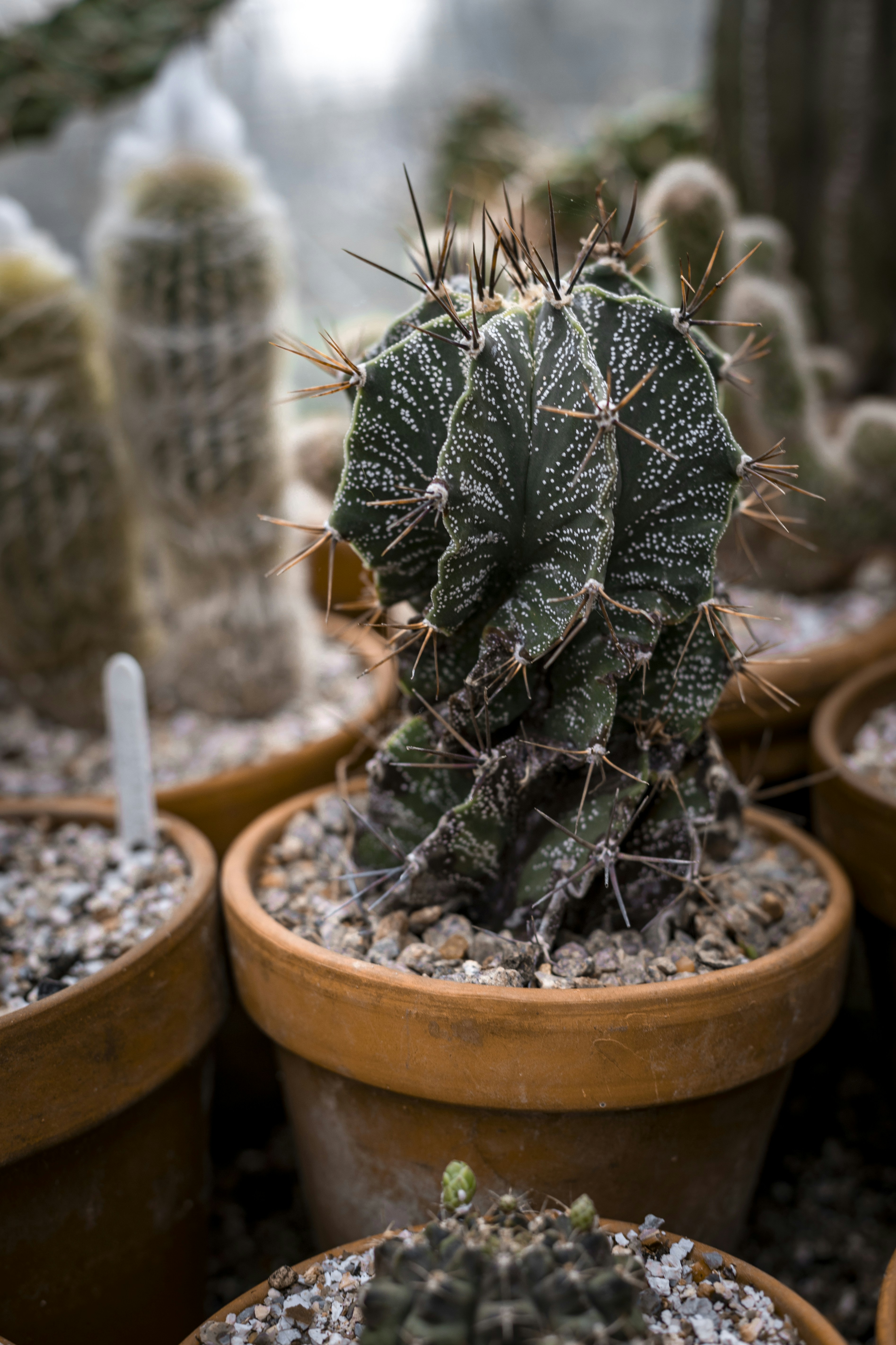 A striking cactus with intricate patterns and sharp spines, surrounded by terracotta pots filled with gravel. The composition highlights the unique textures and colors of these desert plants.